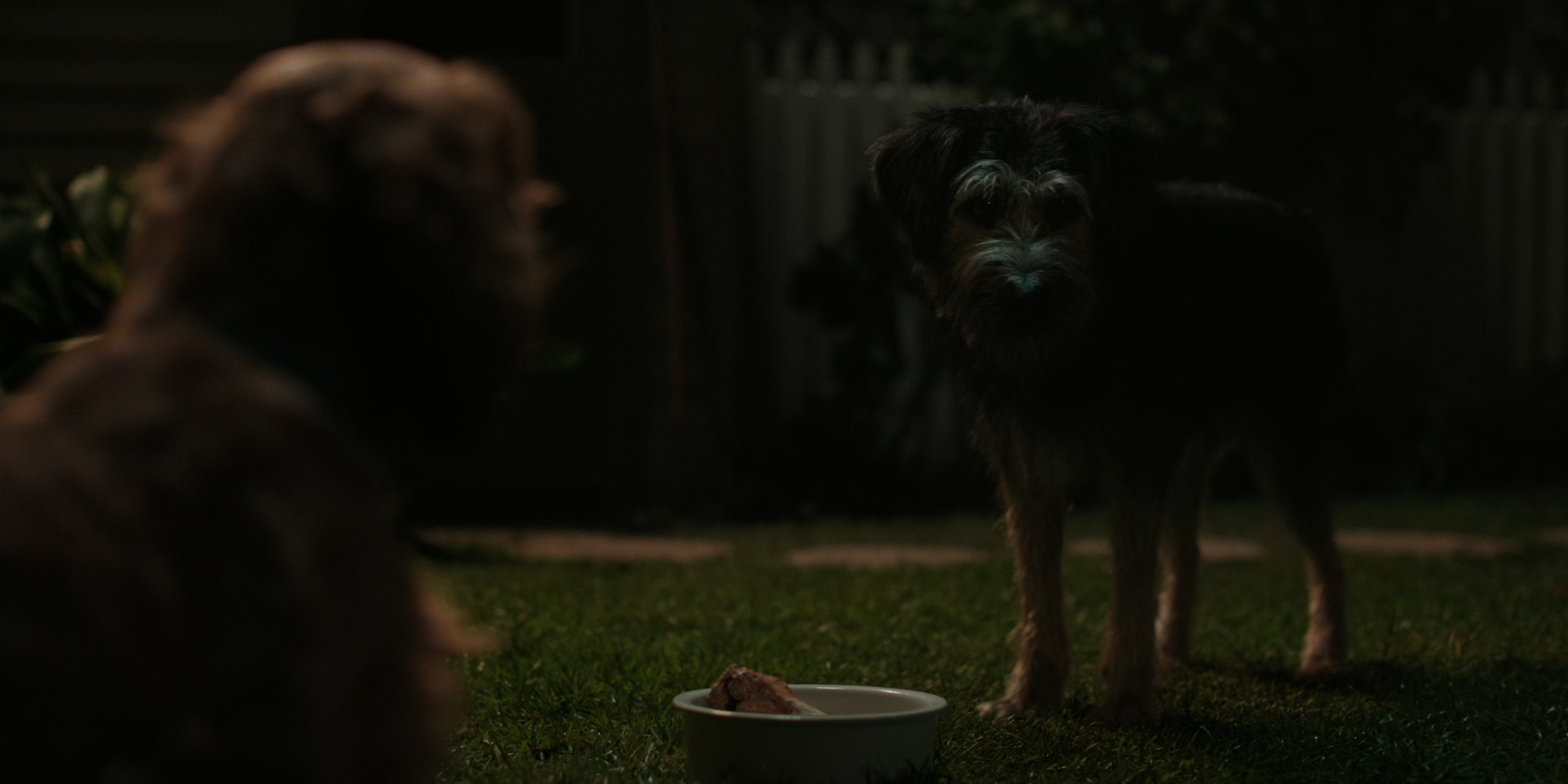 Lady and the Tramp (2019) [4K] - Animation Screencaps.com