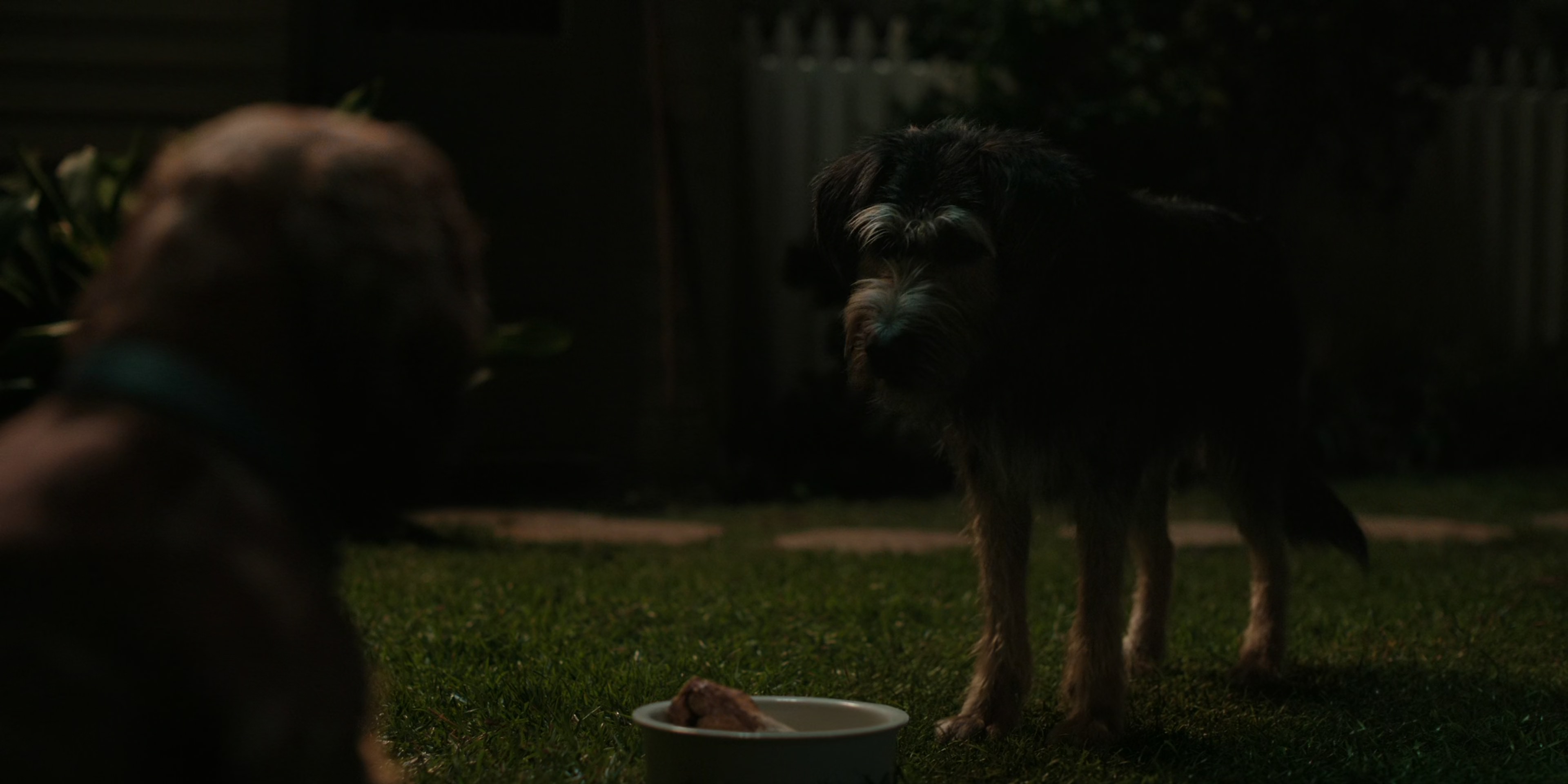 Lady and the Tramp (2019) [4K] - Animation Screencaps.com