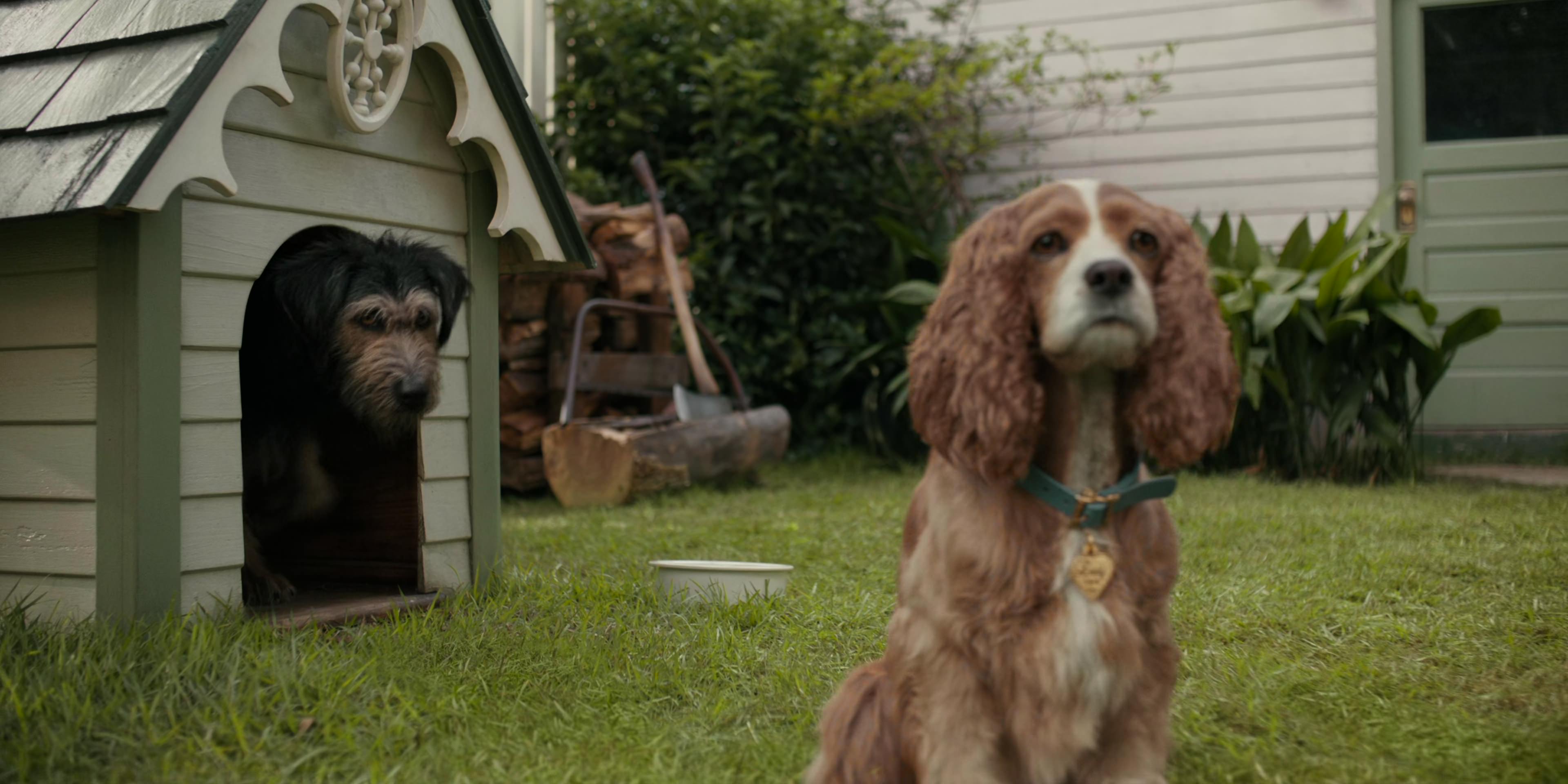 Lady and the Tramp (2019) [4K] - Animation Screencaps.com