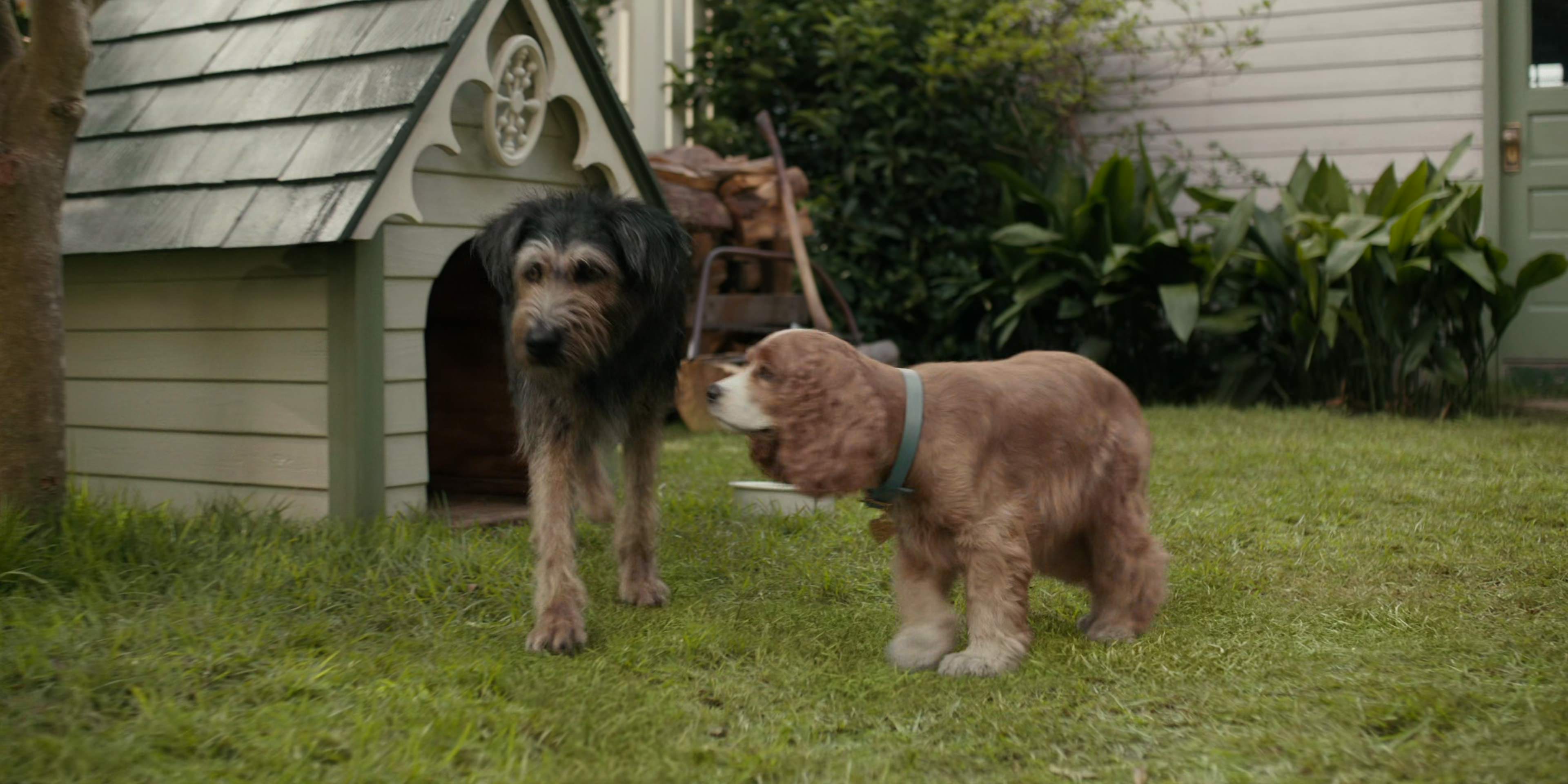 Lady and the Tramp (2019) [4K] - Animation Screencaps.com