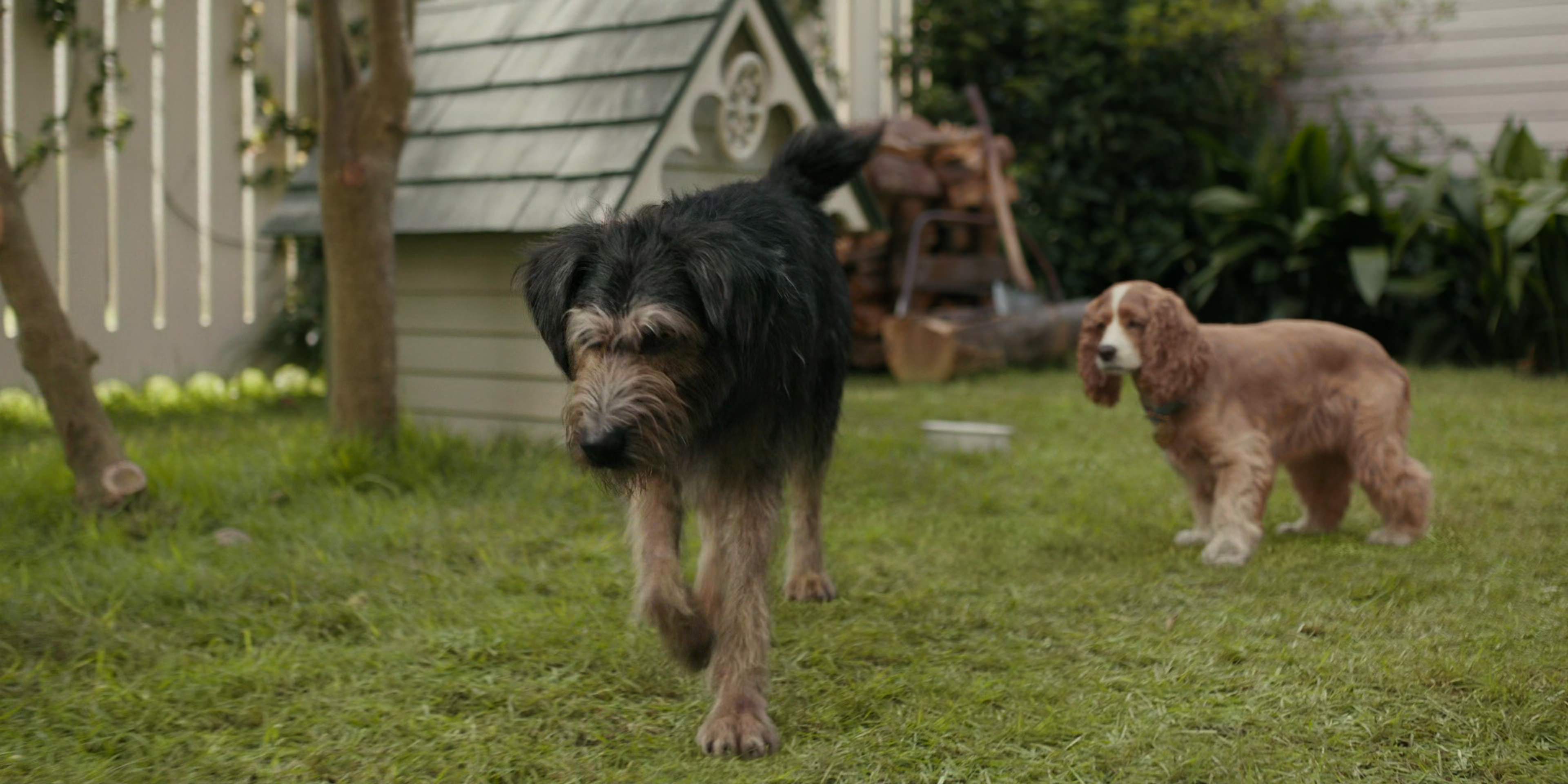 Lady and the Tramp (2019) [4K] - Animation Screencaps.com