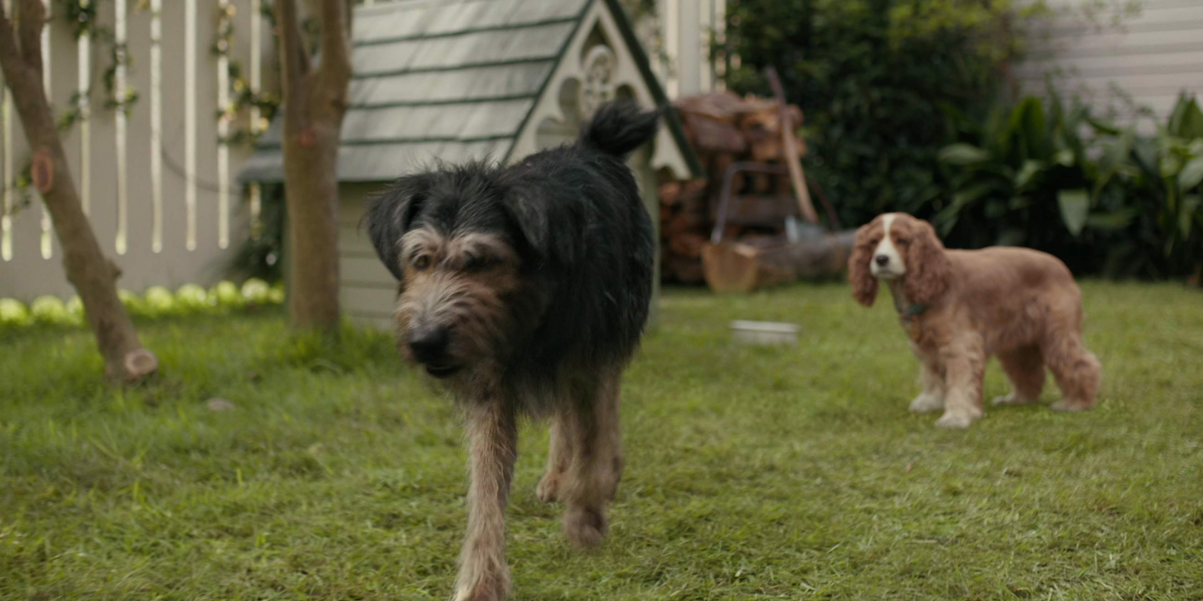 Lady and the Tramp (2019) [4K] - Animation Screencaps.com