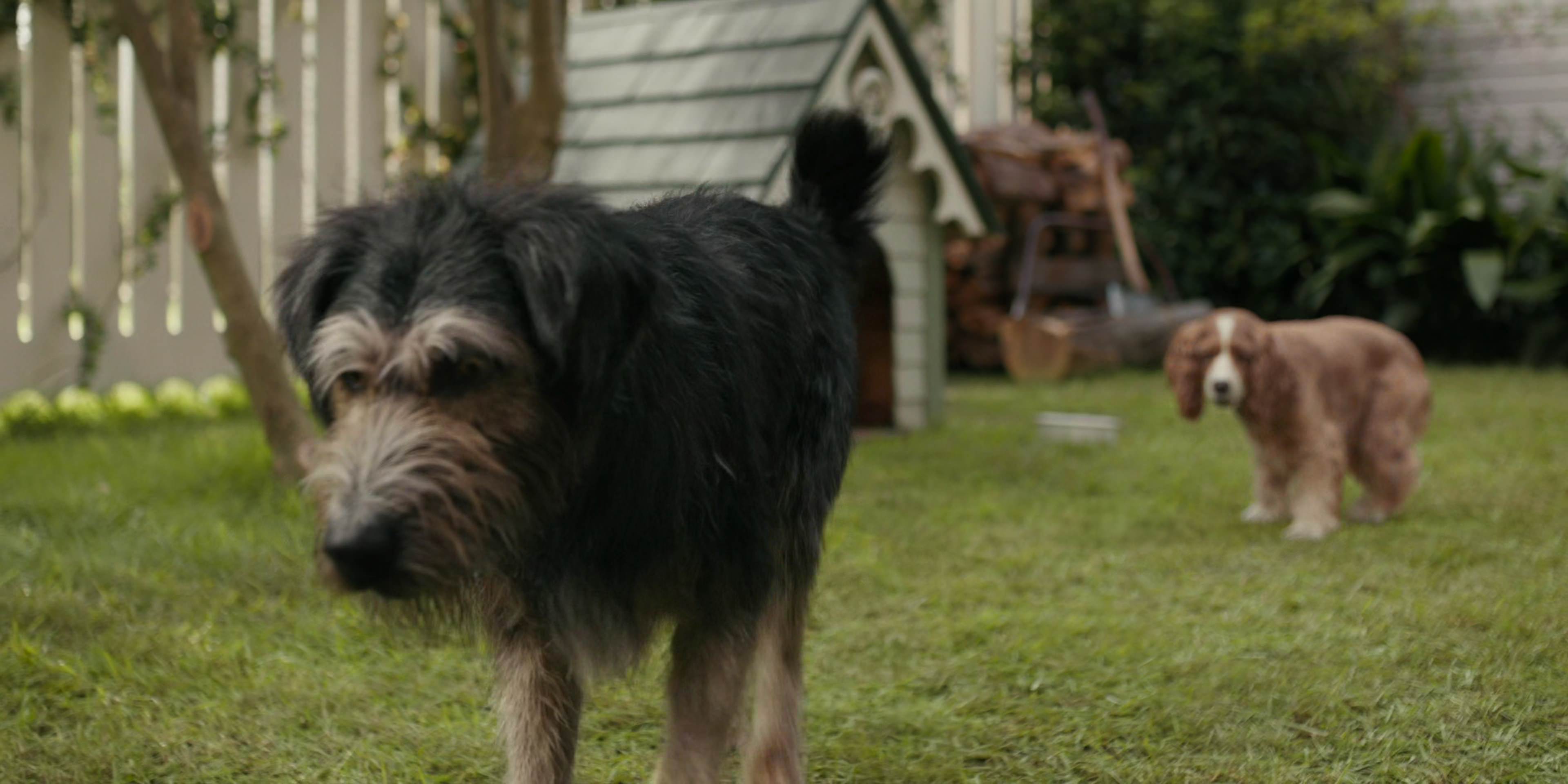 Lady and the Tramp (2019) [4K] - Animation Screencaps.com