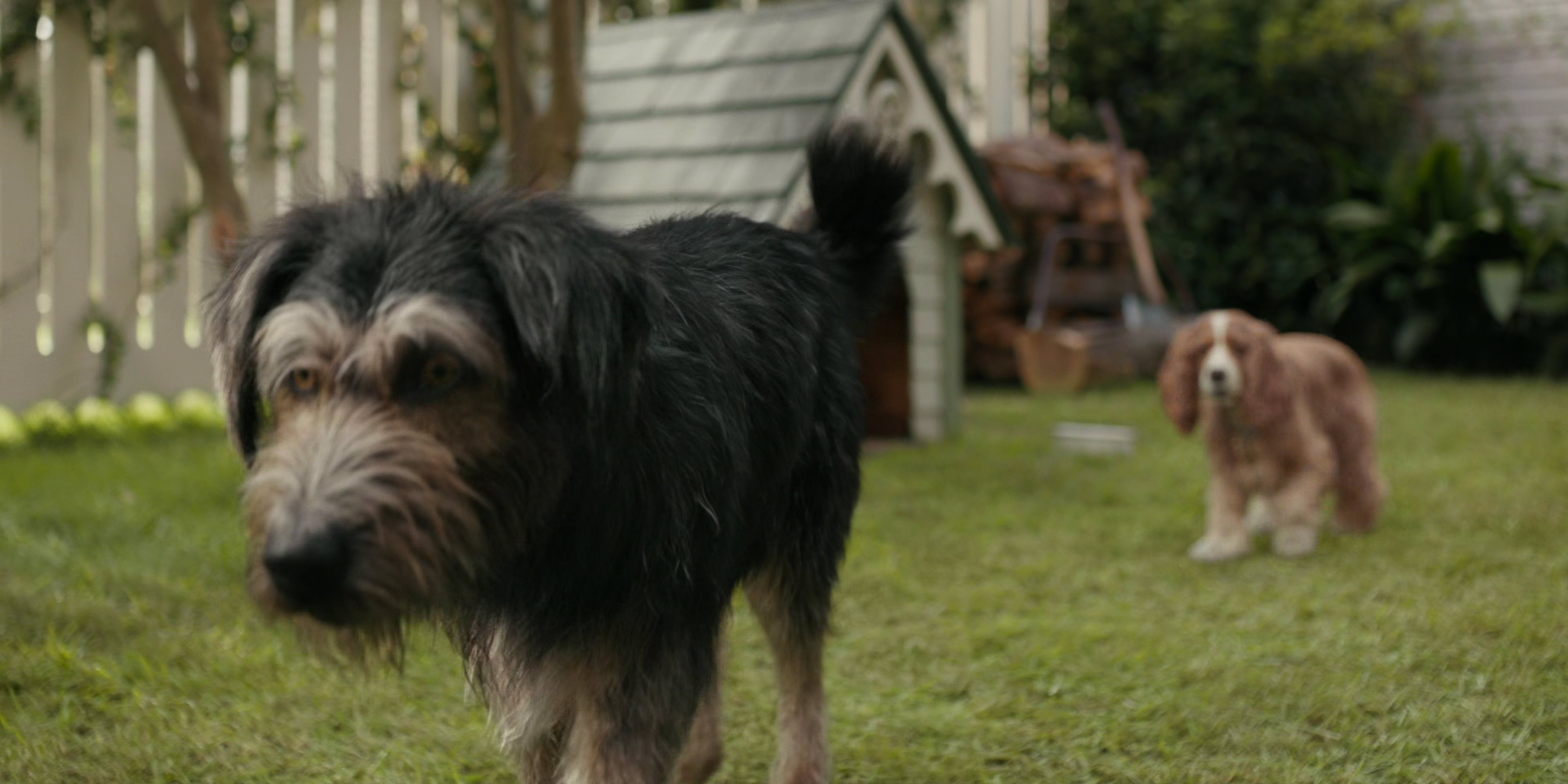 Lady and the Tramp (2019) [4K] - Animation Screencaps.com