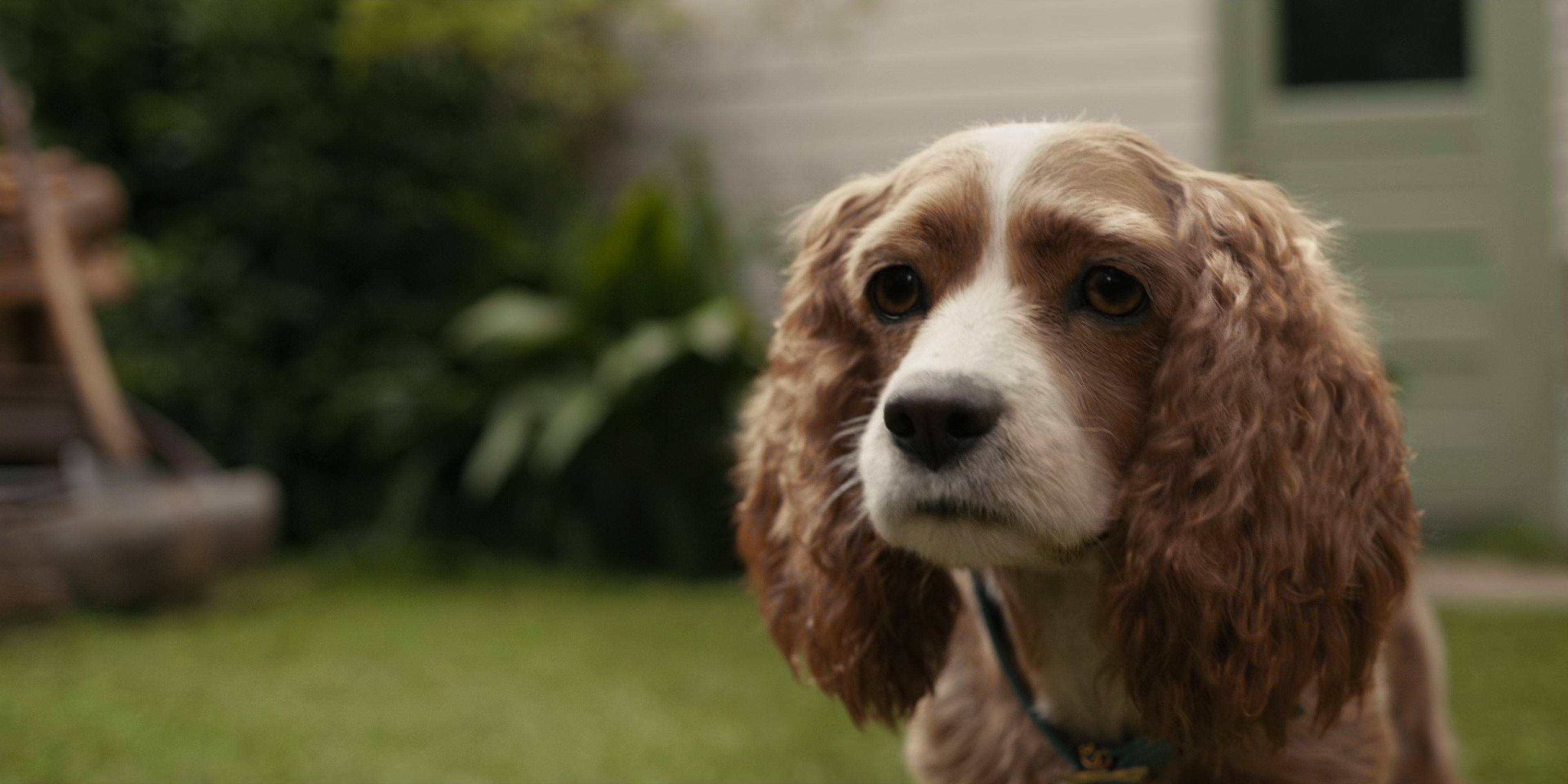 Lady and the Tramp (2019) [4K] - Animation Screencaps.com