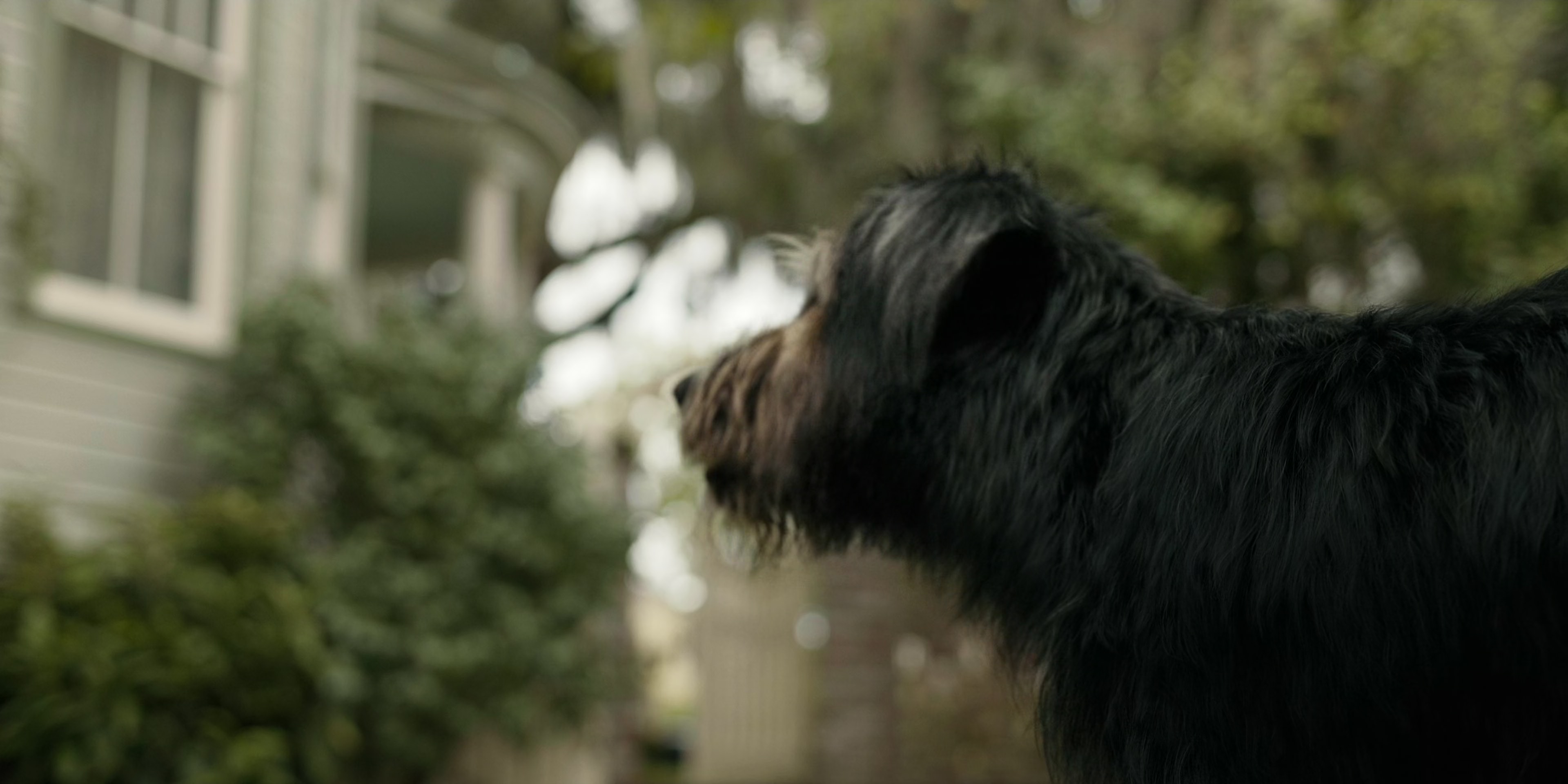 Lady and the Tramp (2019) [4K] - Animation Screencaps.com