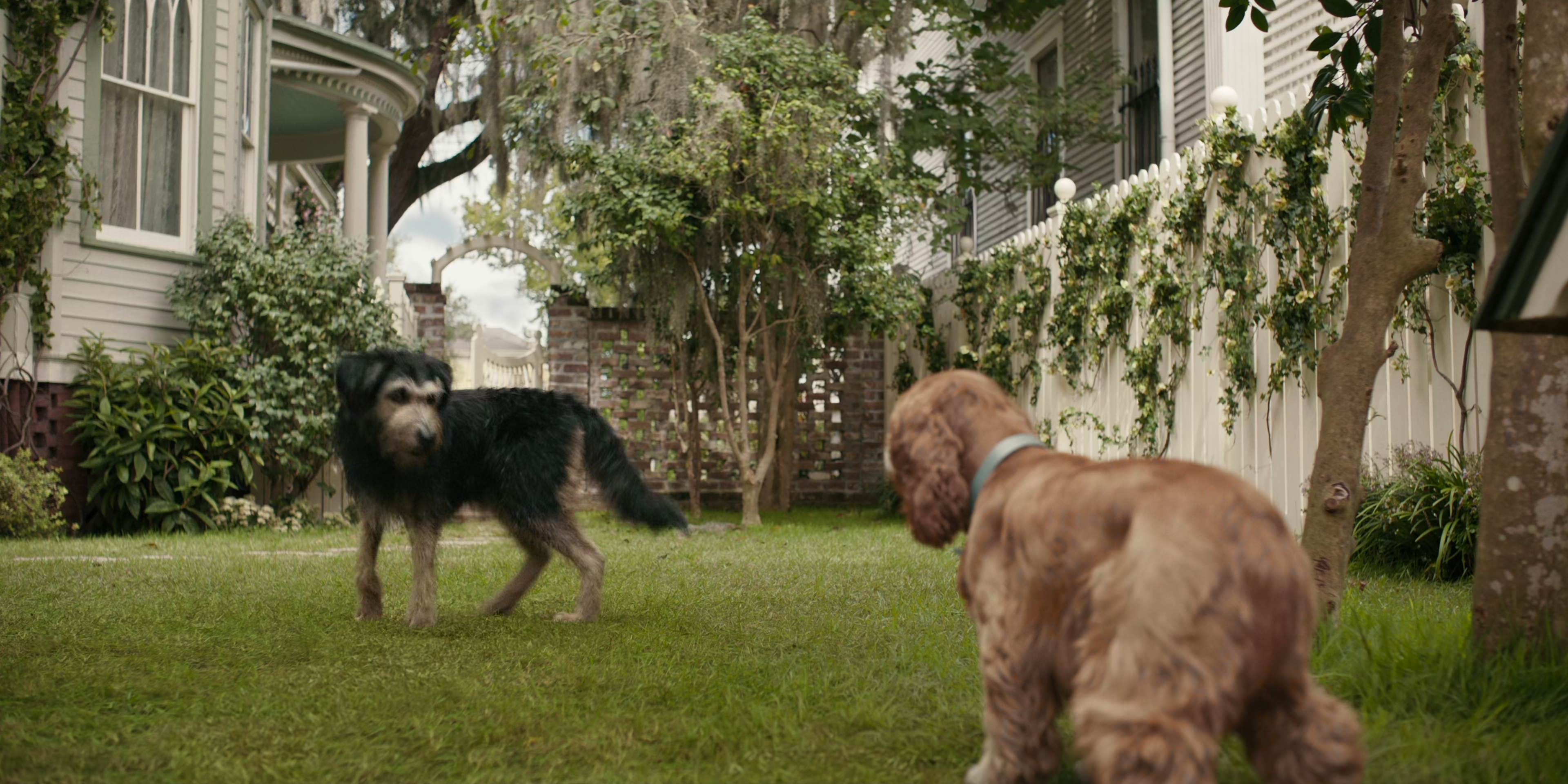 Lady and the Tramp (2019) [4K] - Animation Screencaps.com