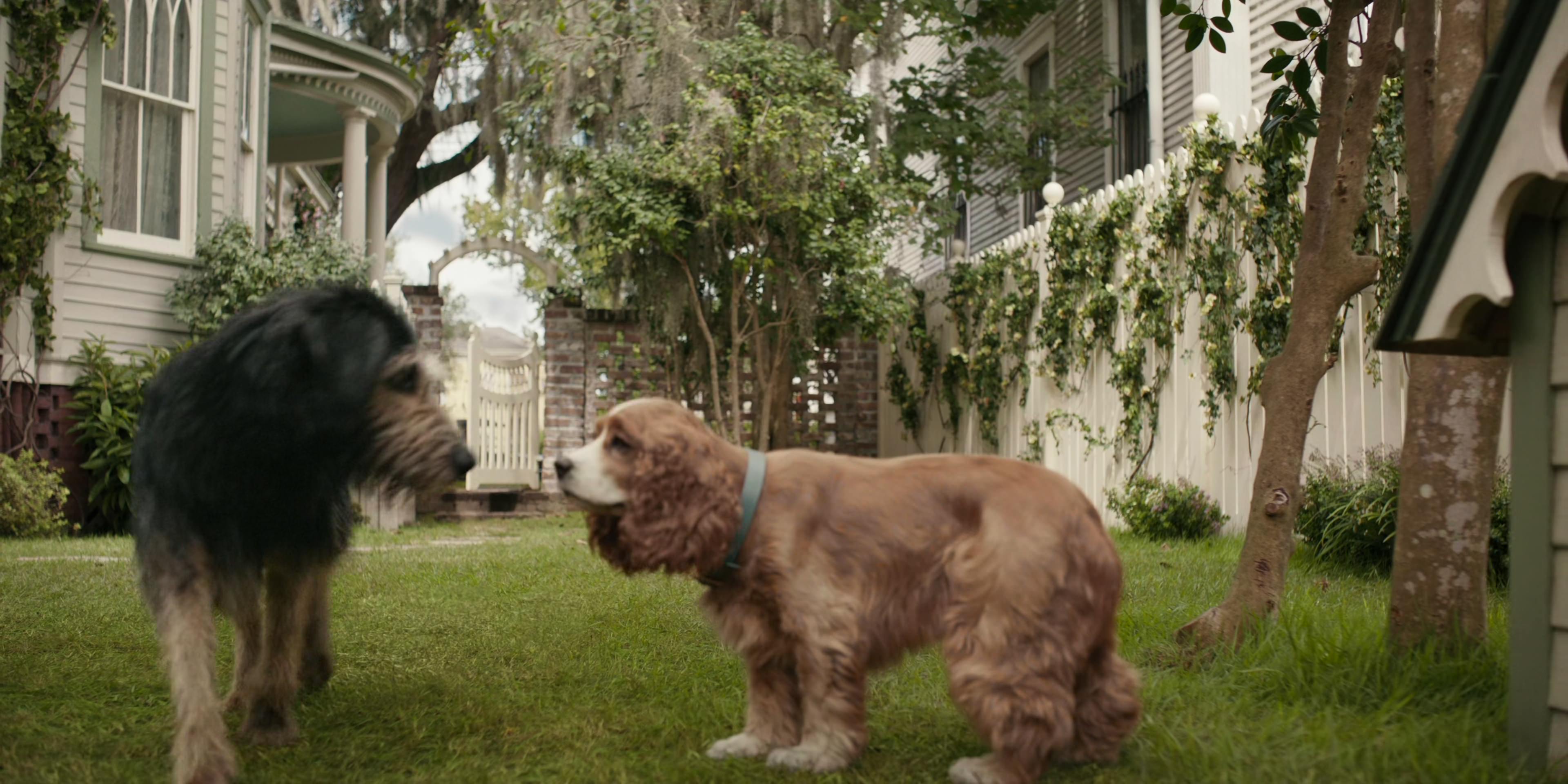 Lady and the Tramp (2019) [4K] - Animation Screencaps.com