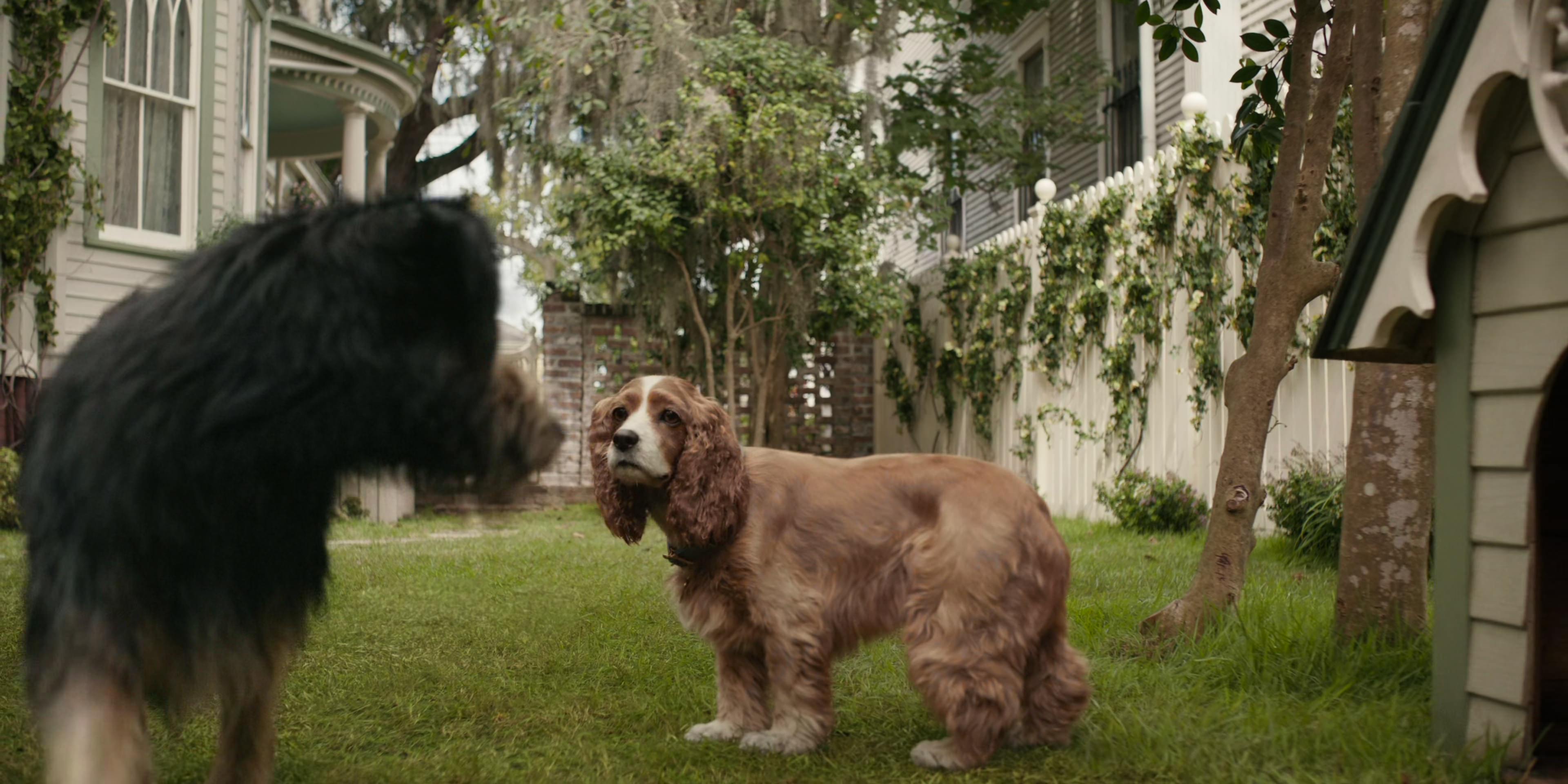 Lady and the Tramp (2019) [4K] - Animation Screencaps.com