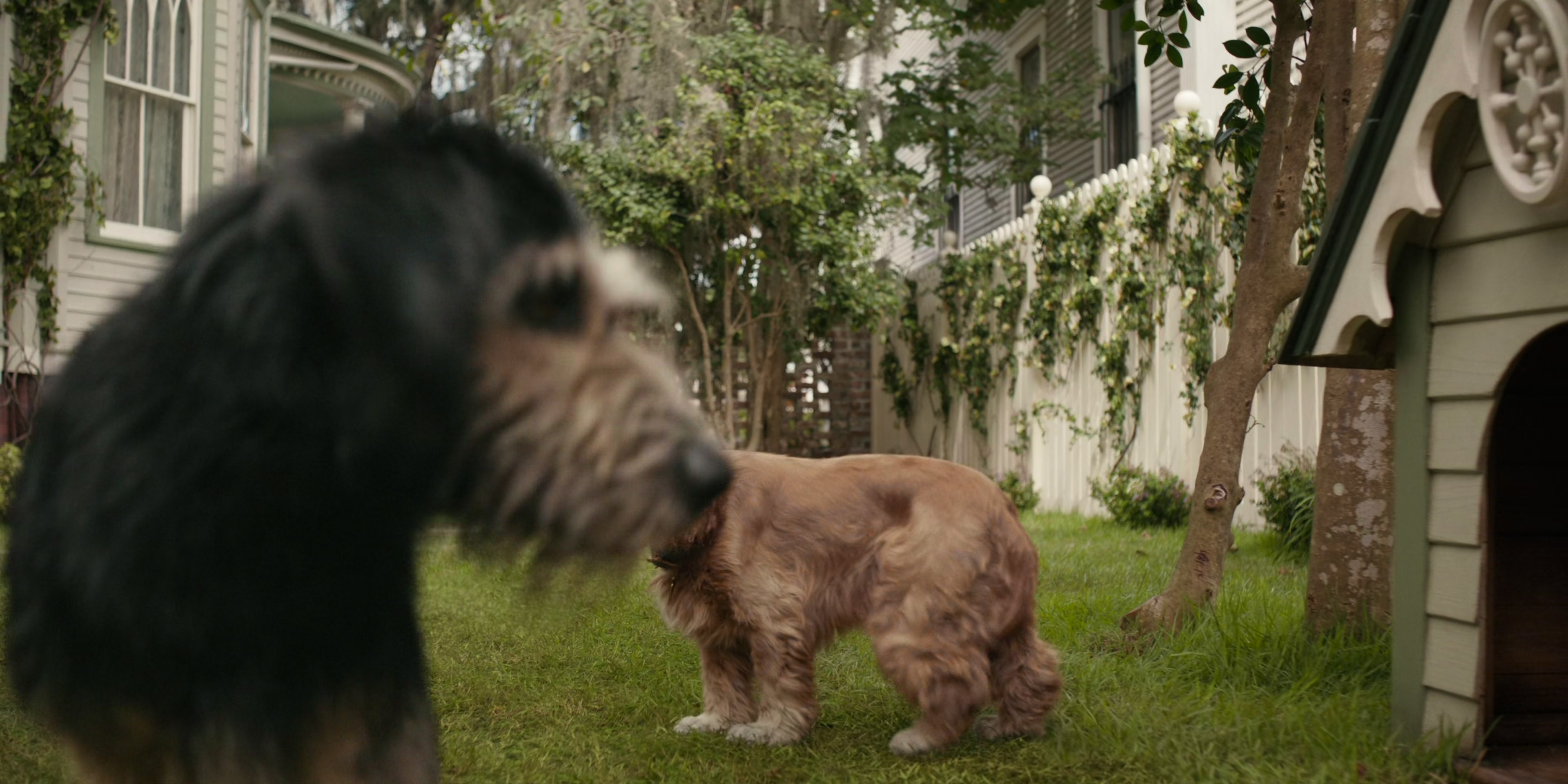 Lady and the Tramp (2019) [4K] - Animation Screencaps.com