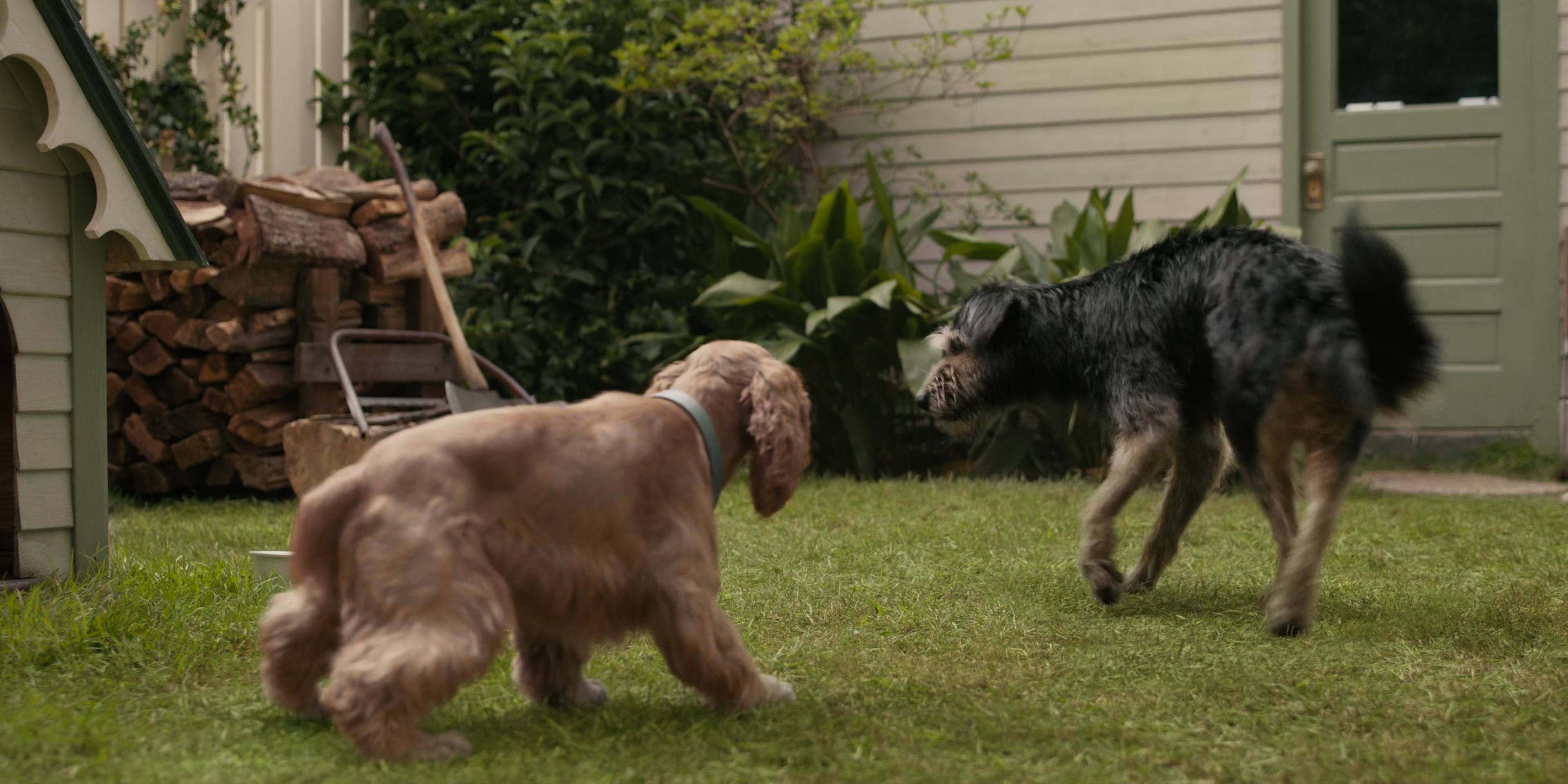 Lady and the Tramp (2019) [4K] - Animation Screencaps.com