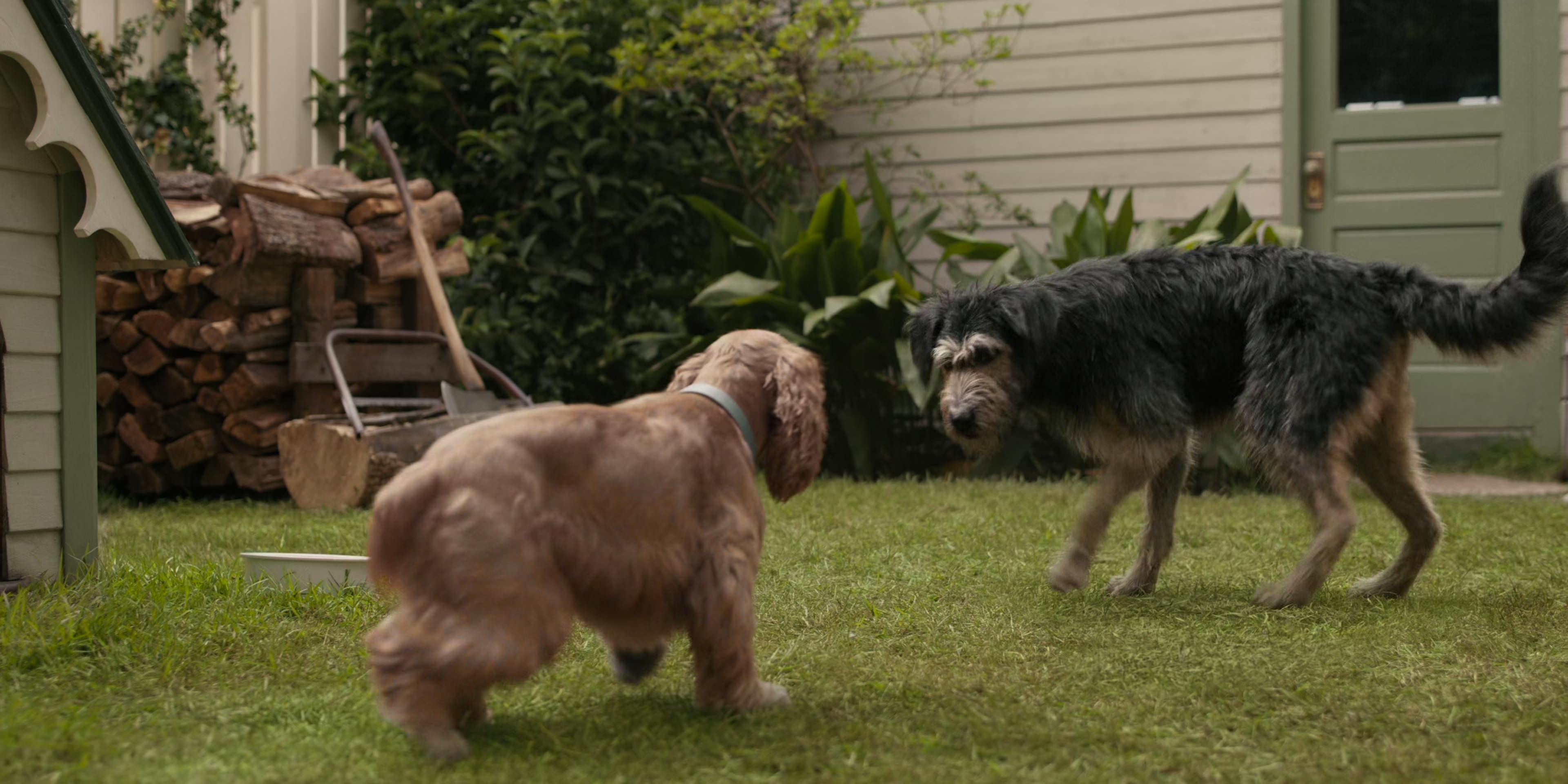 Lady and the Tramp (2019) [4K] - Animation Screencaps.com