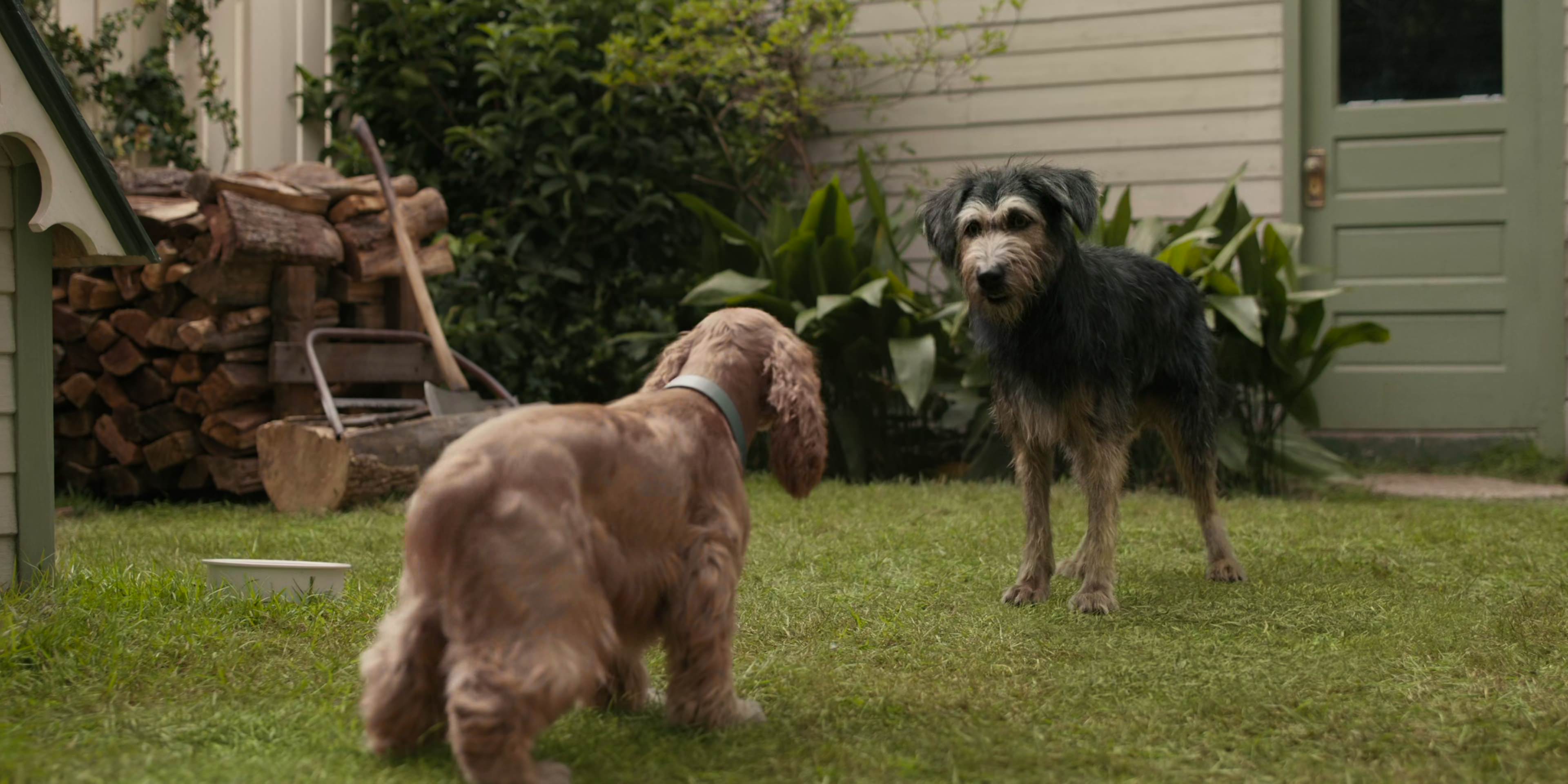 Lady and the Tramp (2019) [4K] - Animation Screencaps.com