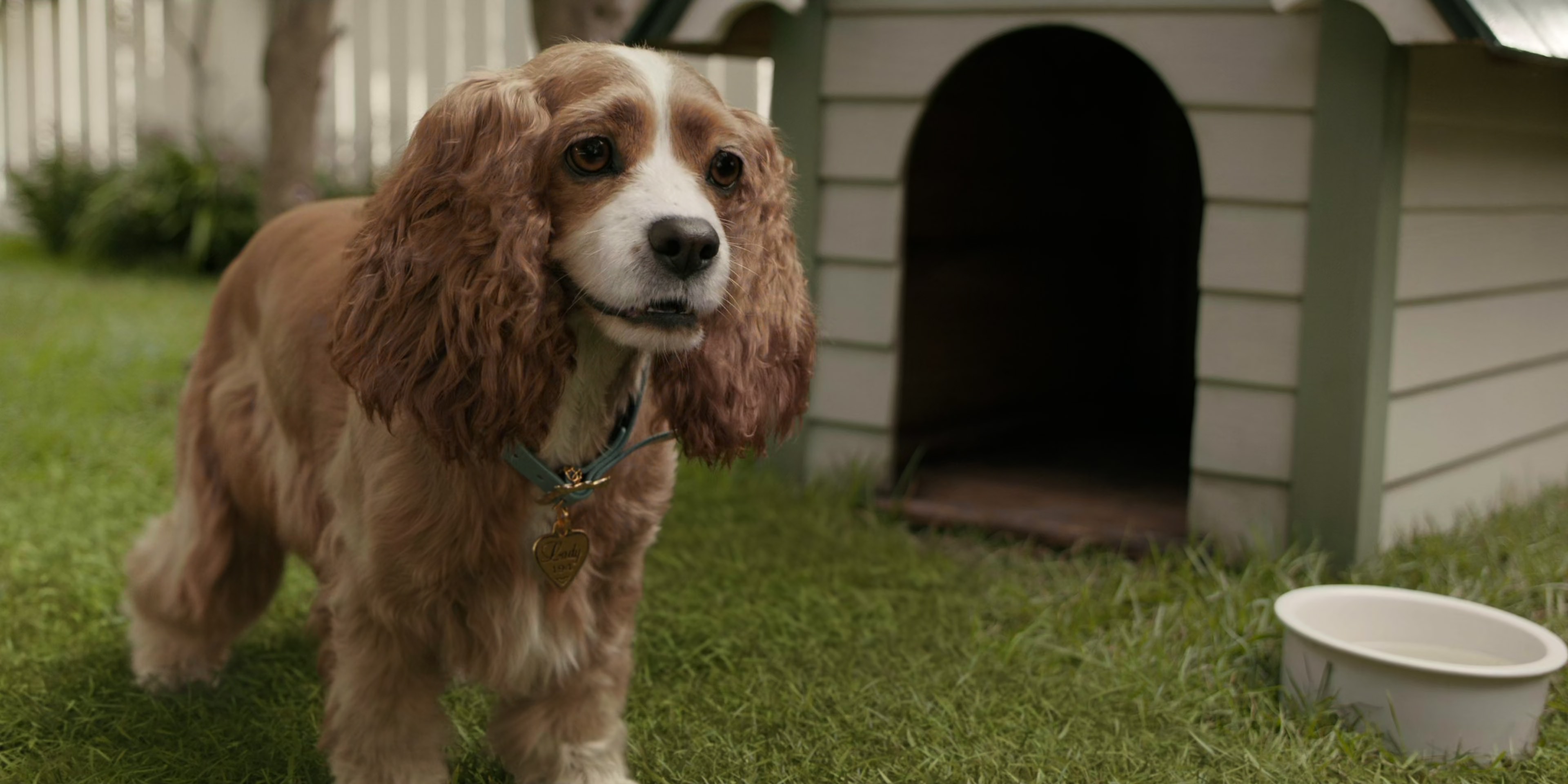 Lady and the Tramp (2019) [4K] - Animation Screencaps.com