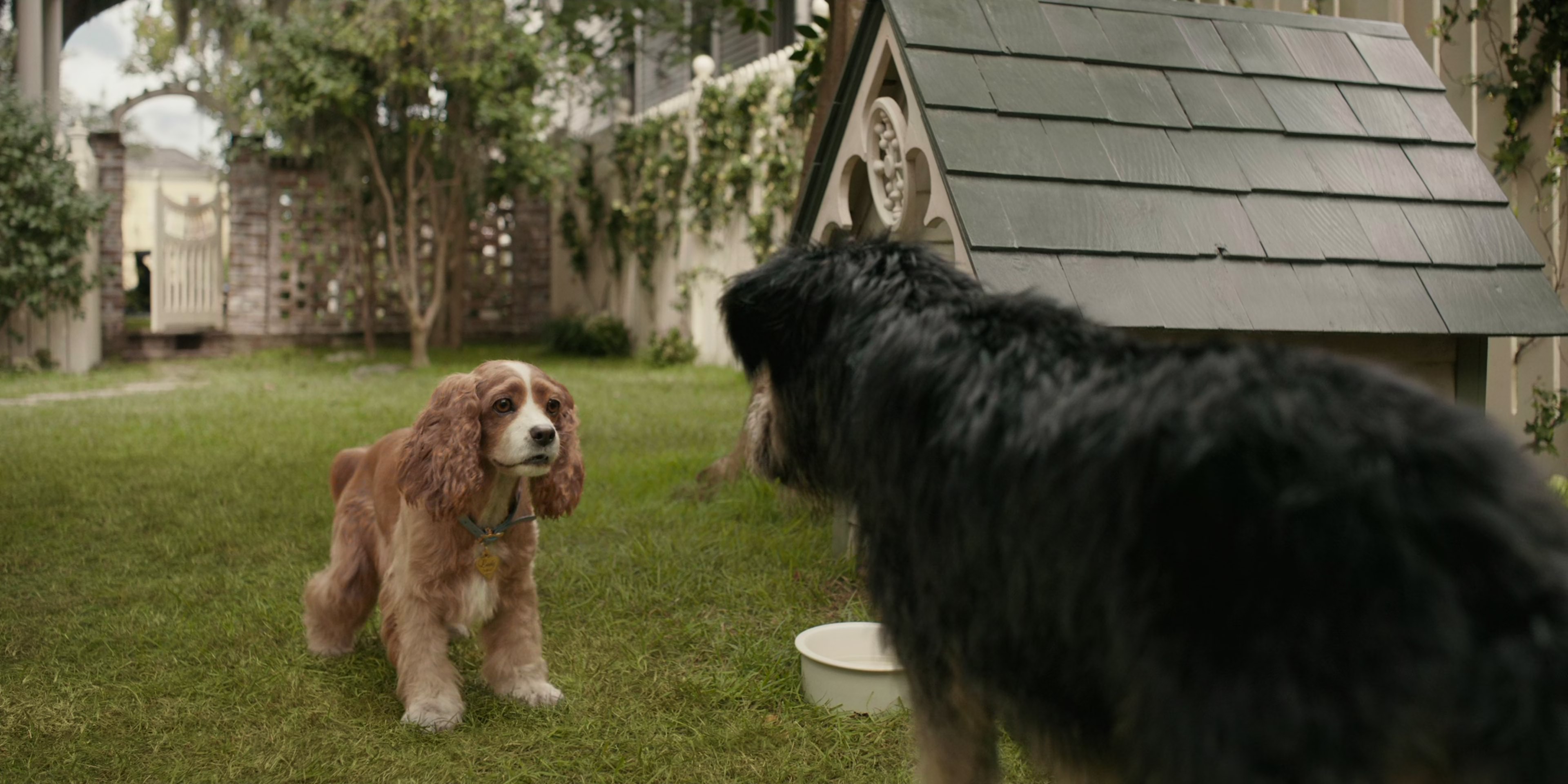 Lady and the Tramp (2019) [4K] - Animation Screencaps.com