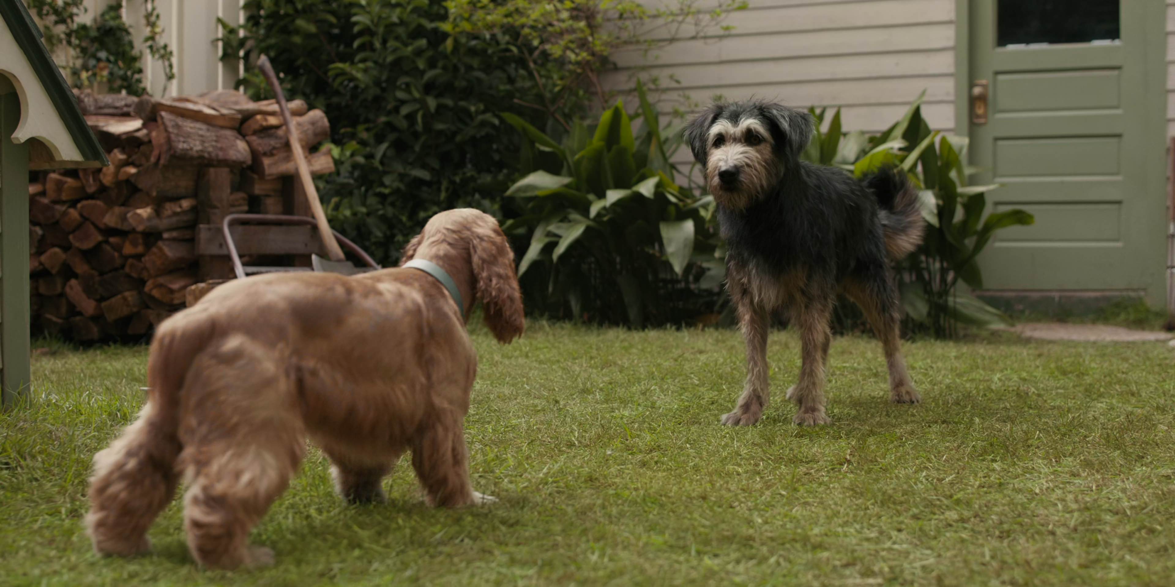 Lady and the Tramp (2019) [4K] - Animation Screencaps.com