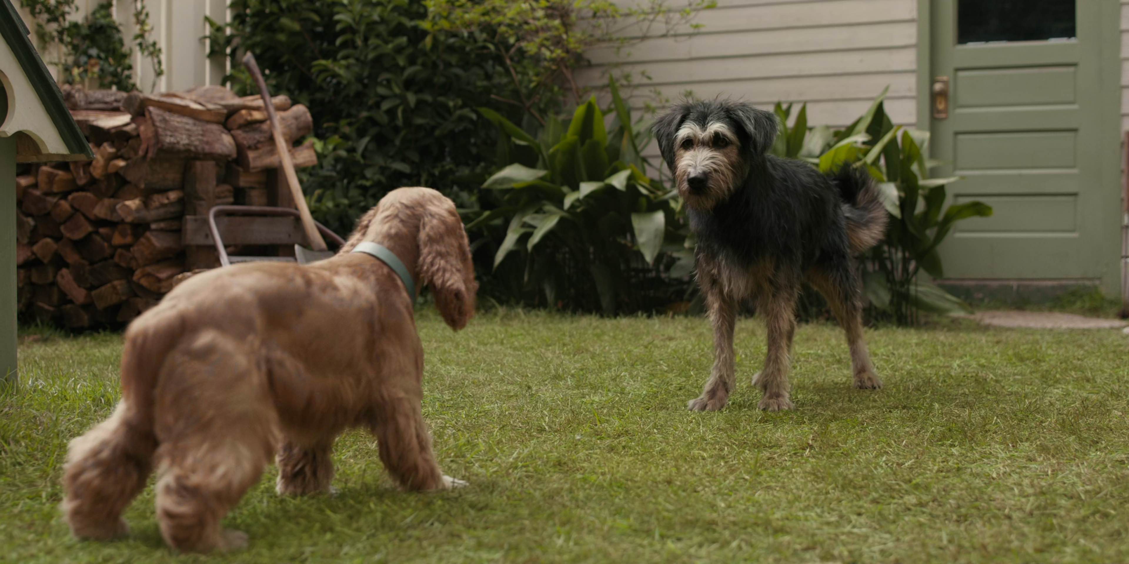 Lady and the Tramp (2019) [4K] - Animation Screencaps.com