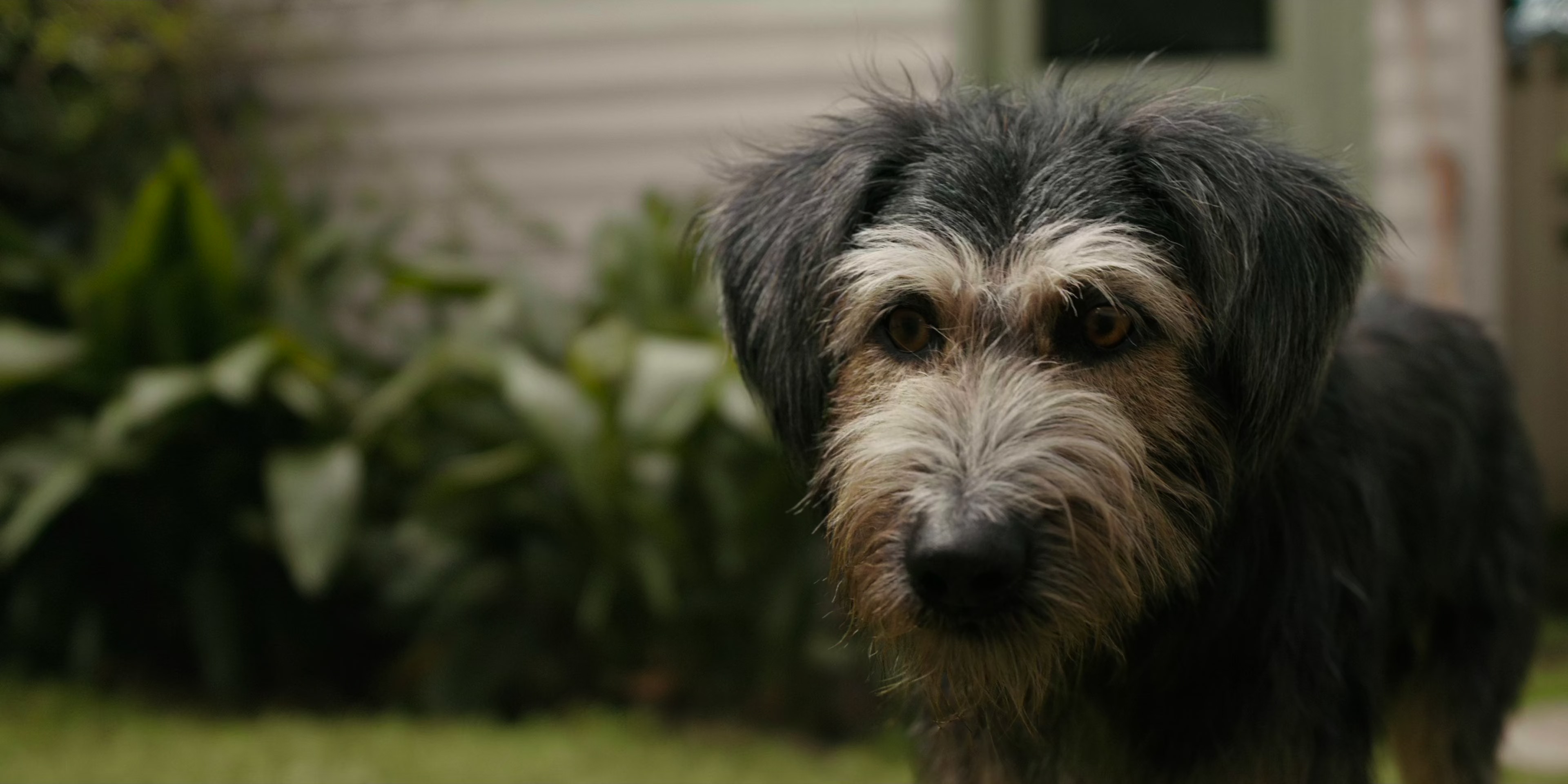 Lady and the Tramp (2019) [4K] - Animation Screencaps.com