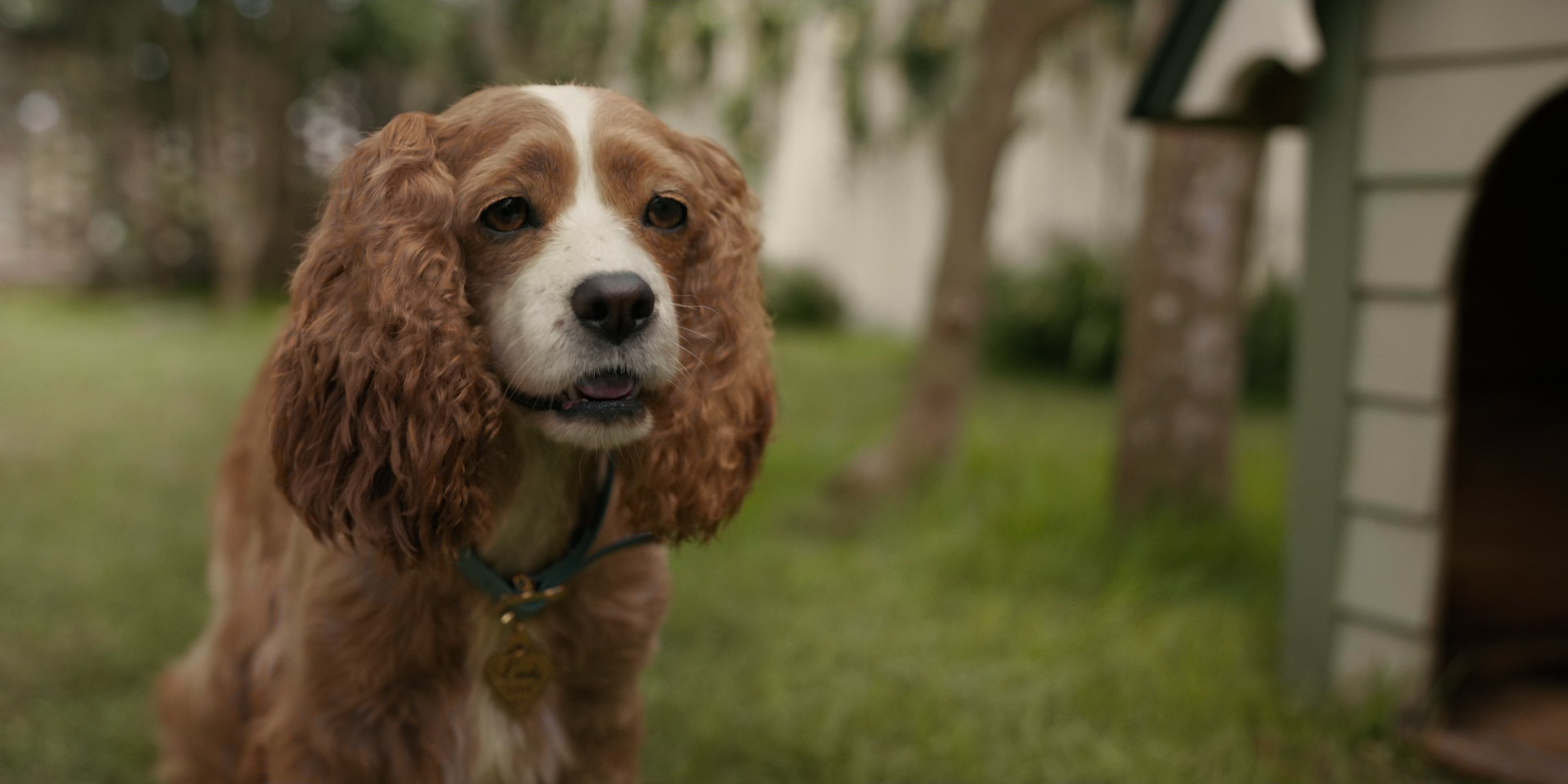 Lady and the Tramp (2019) [4K] - Animation Screencaps.com