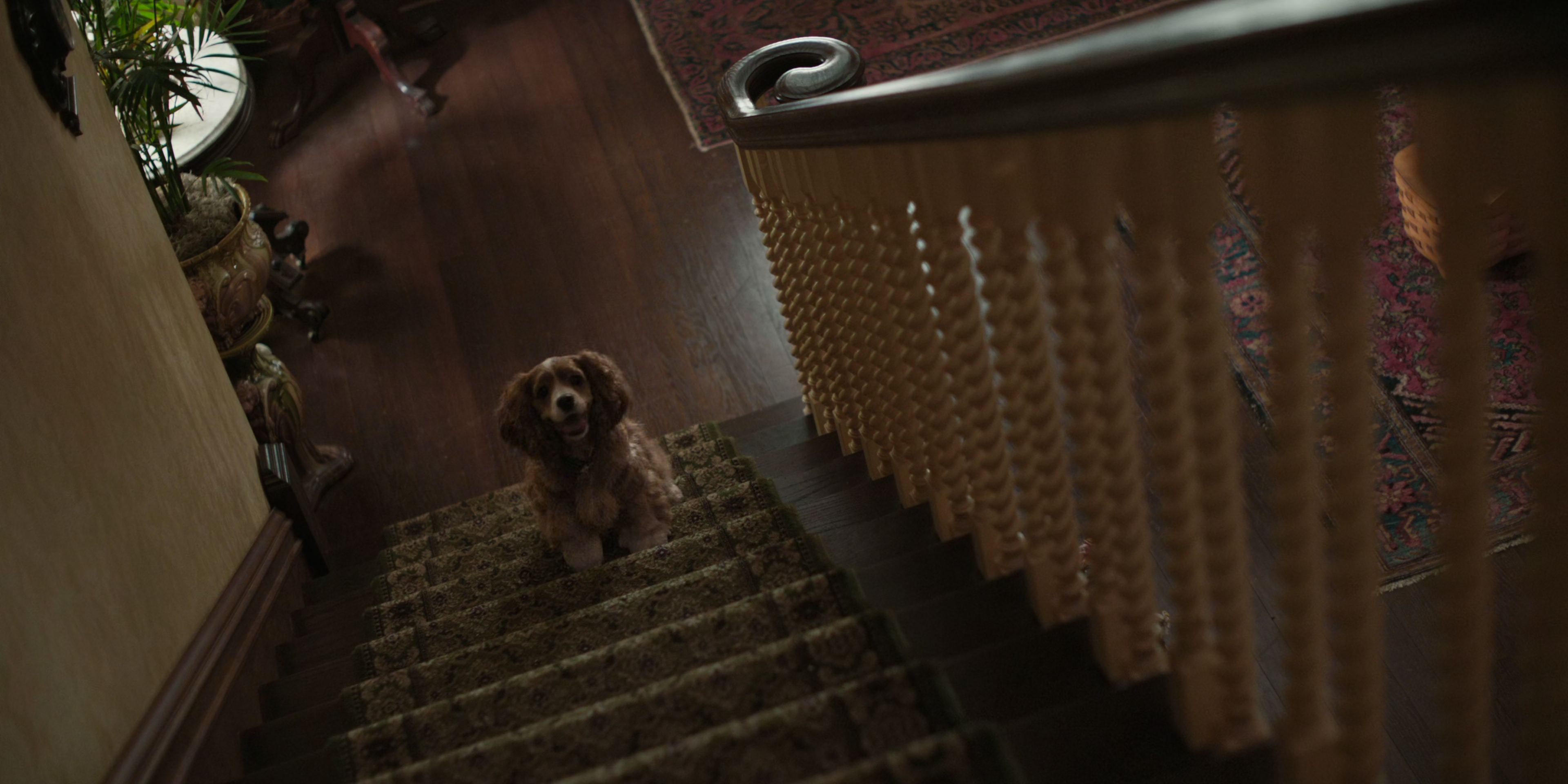 Lady and the Tramp (2019) [4K] - Animation Screencaps.com