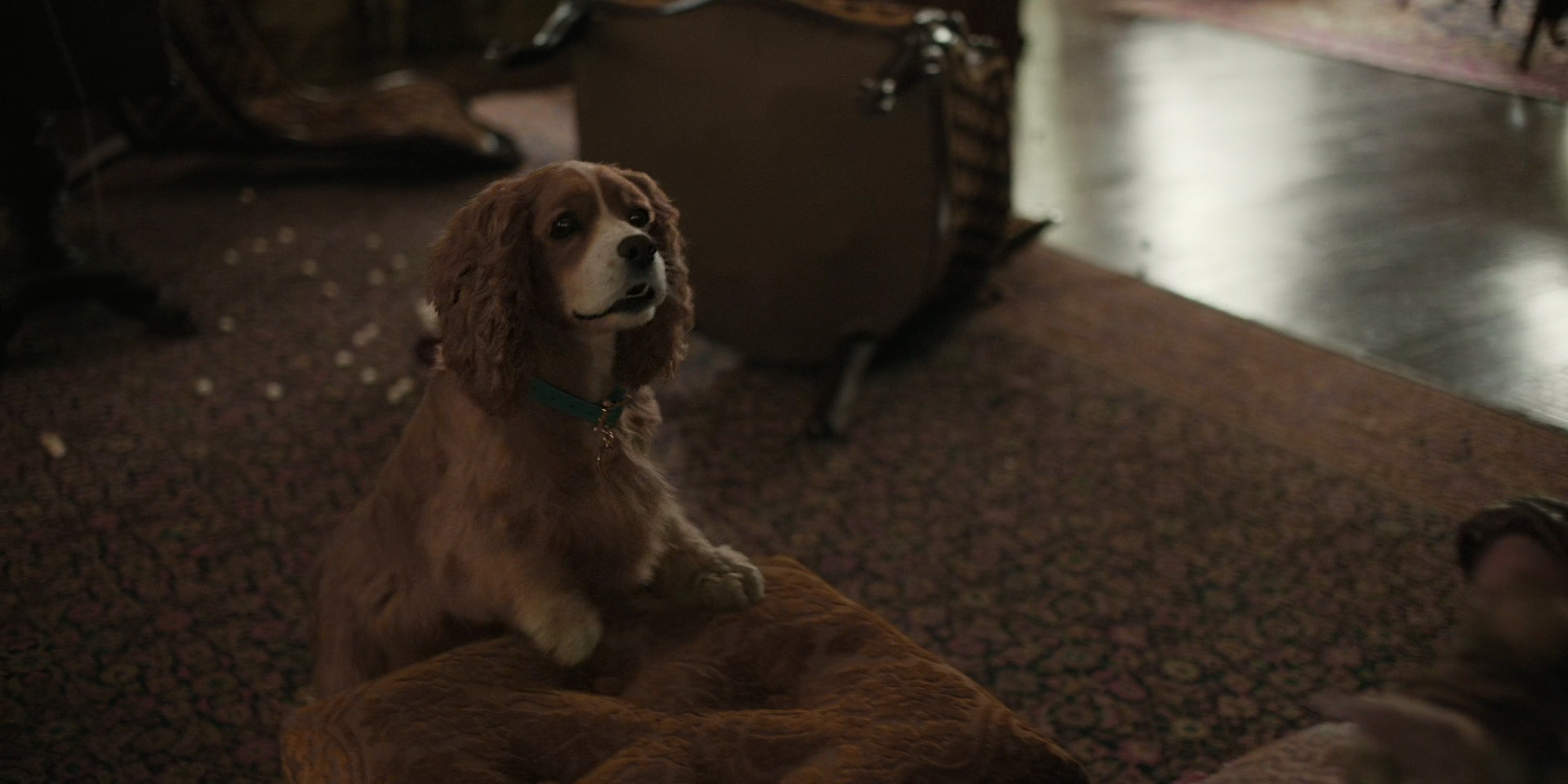 Lady and the Tramp (2019) [4K] - Animation Screencaps.com