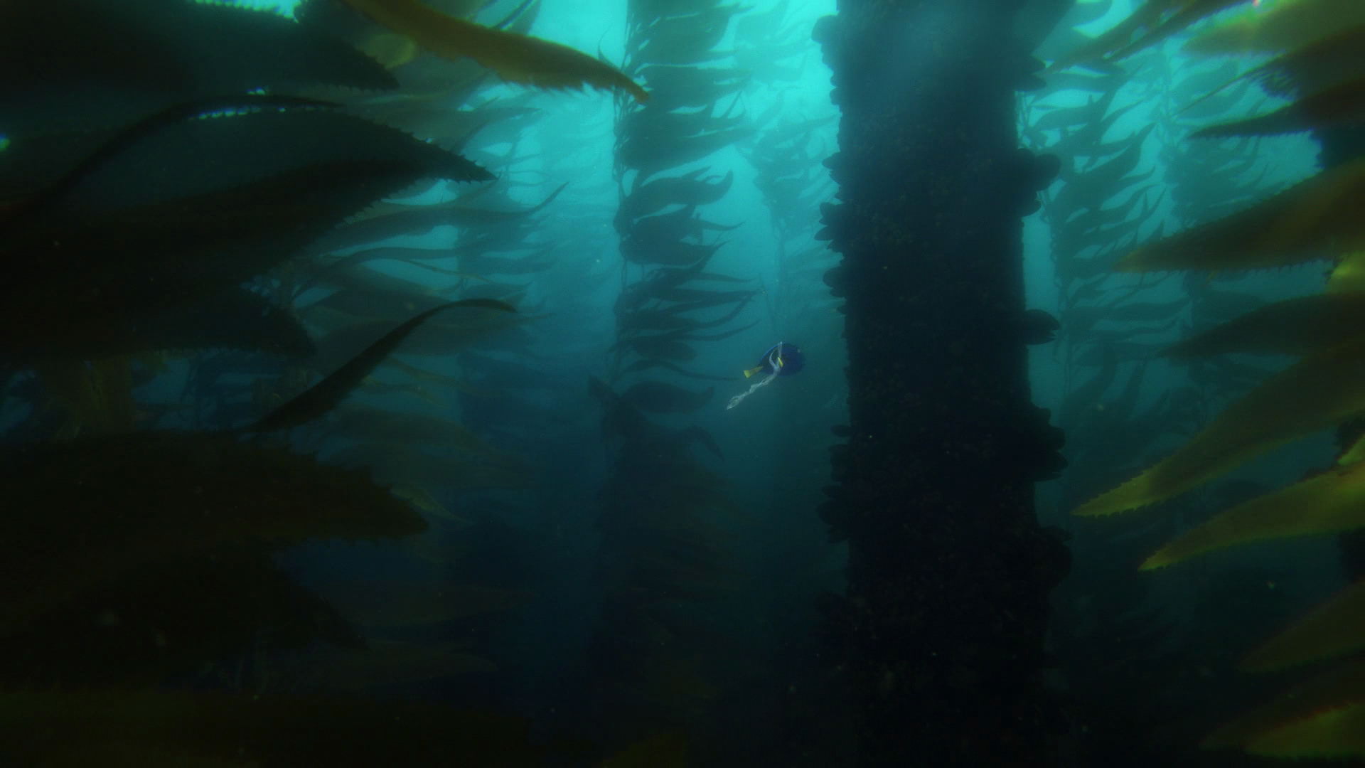 Finding Dory (2016) - Animation Screencaps.com