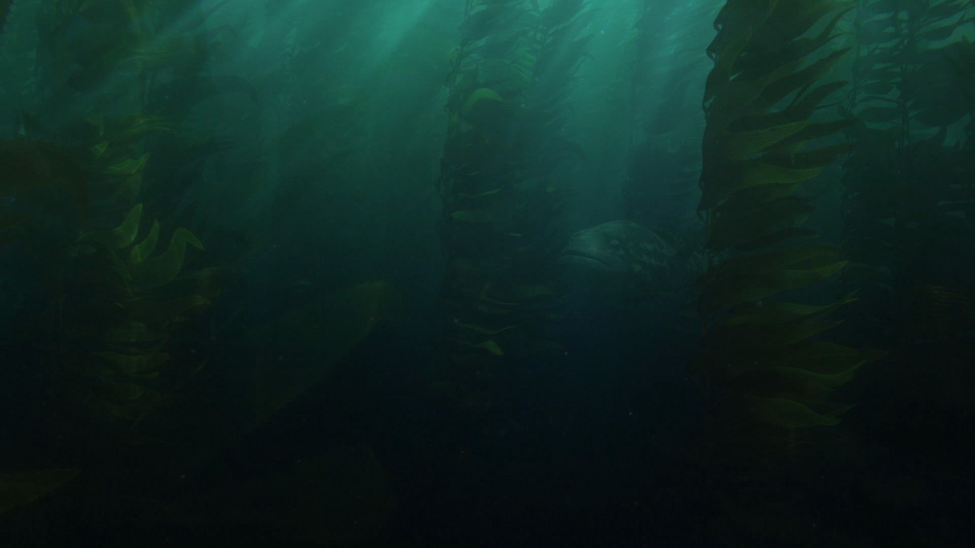 Finding Dory (2016) - Animation Screencaps.com