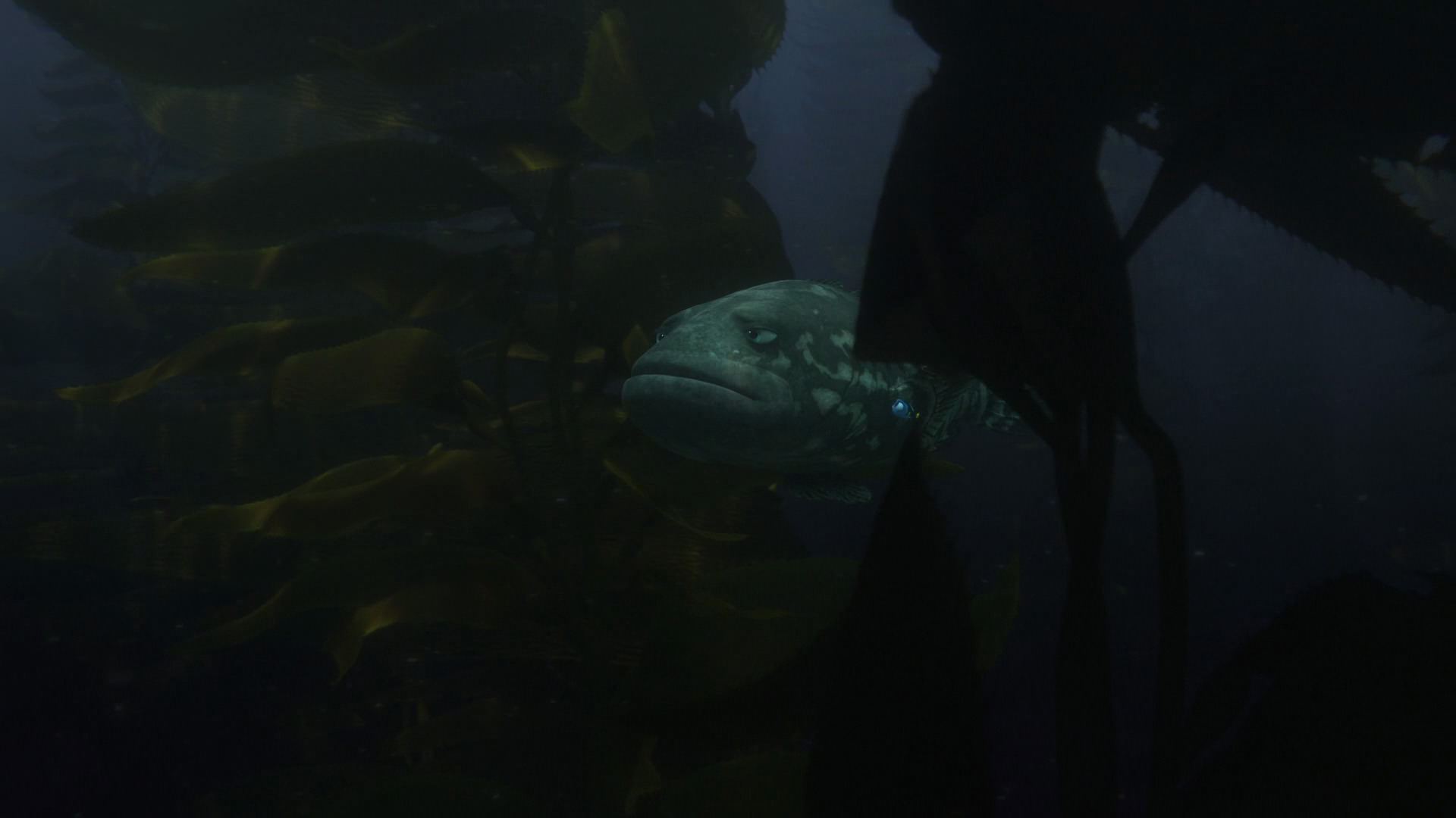 Finding Dory (2016) - Animation Screencaps.com