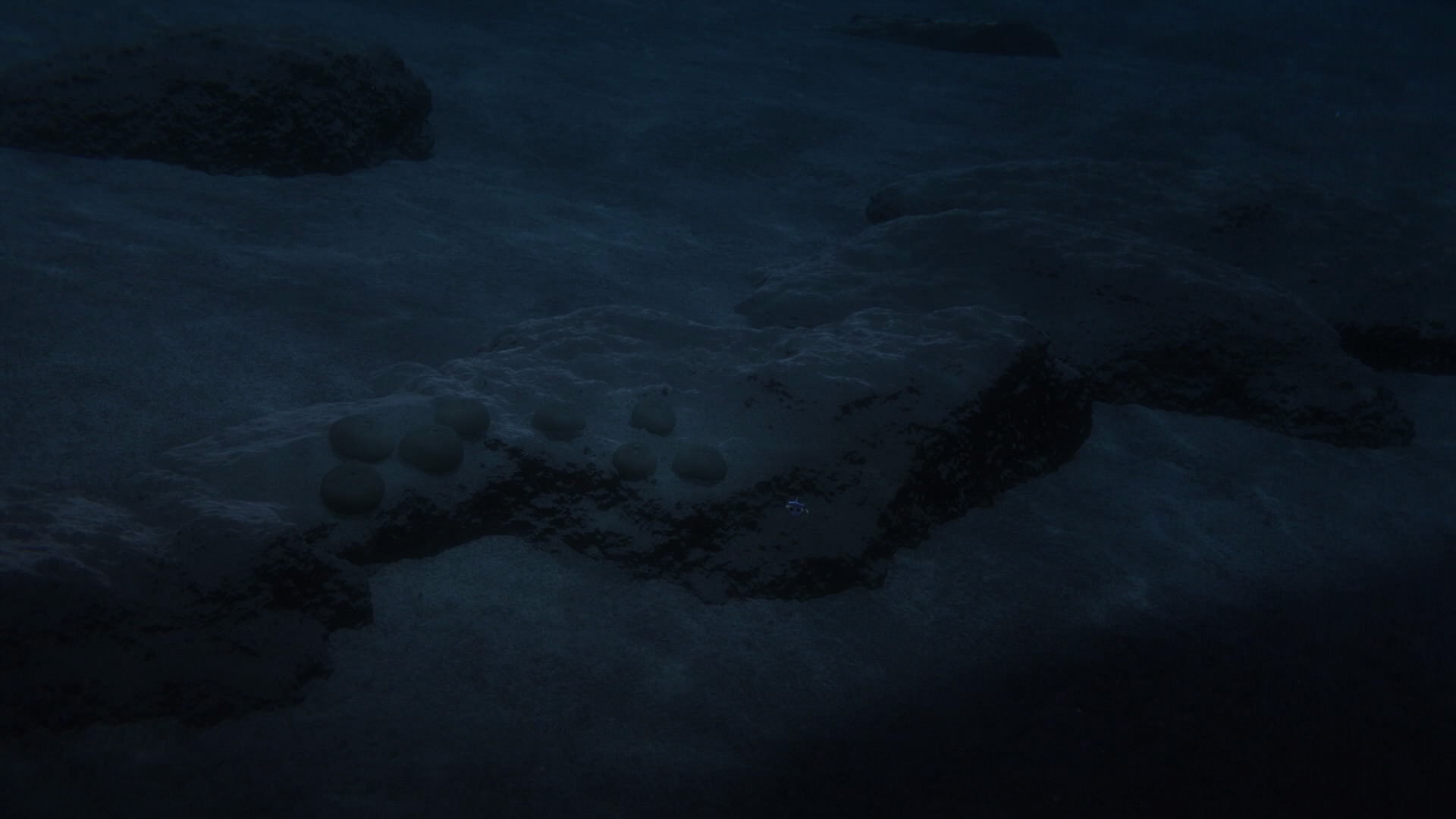 Finding Dory (2016) - Animation Screencaps.com