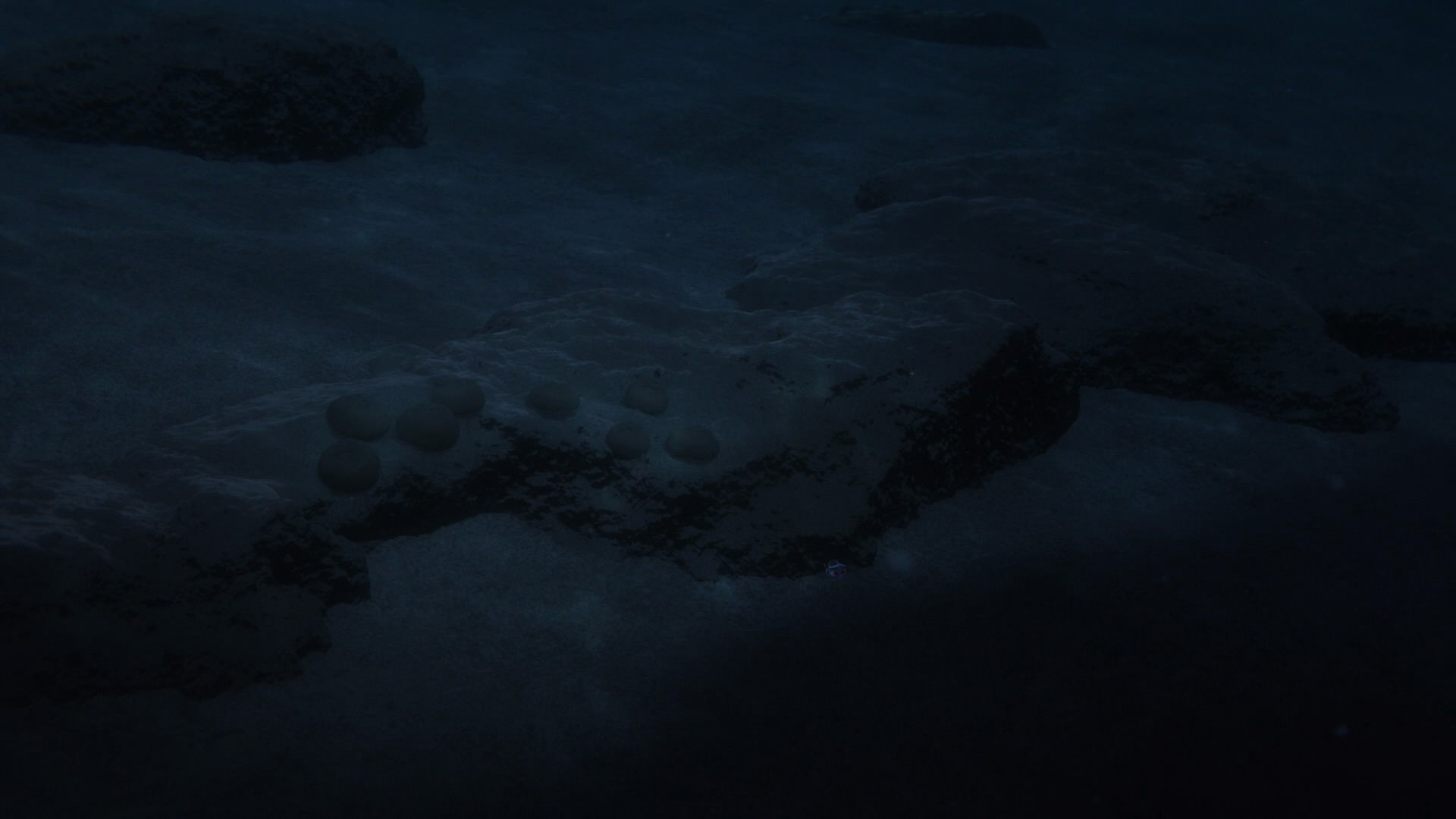 Finding Dory (2016) - Animation Screencaps.com