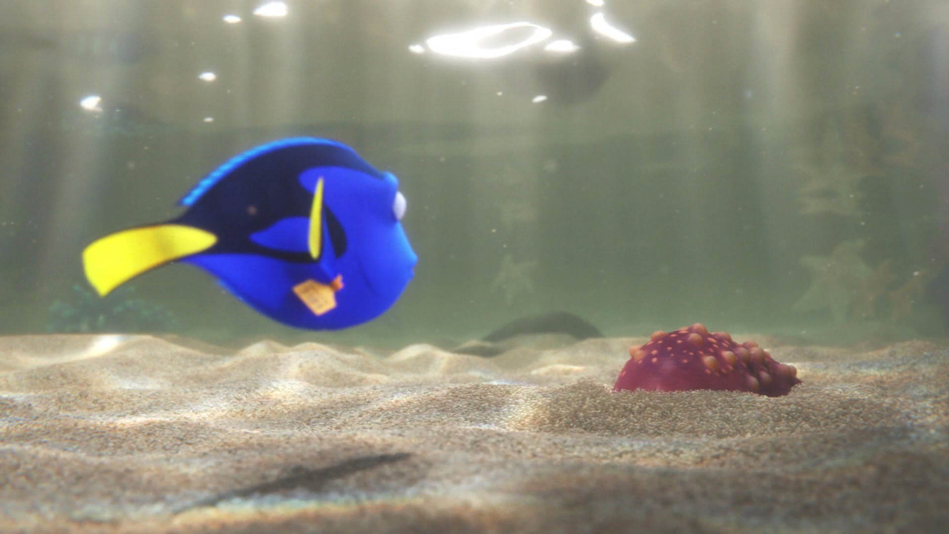 Finding Dory (2016) - Animation Screencaps.com