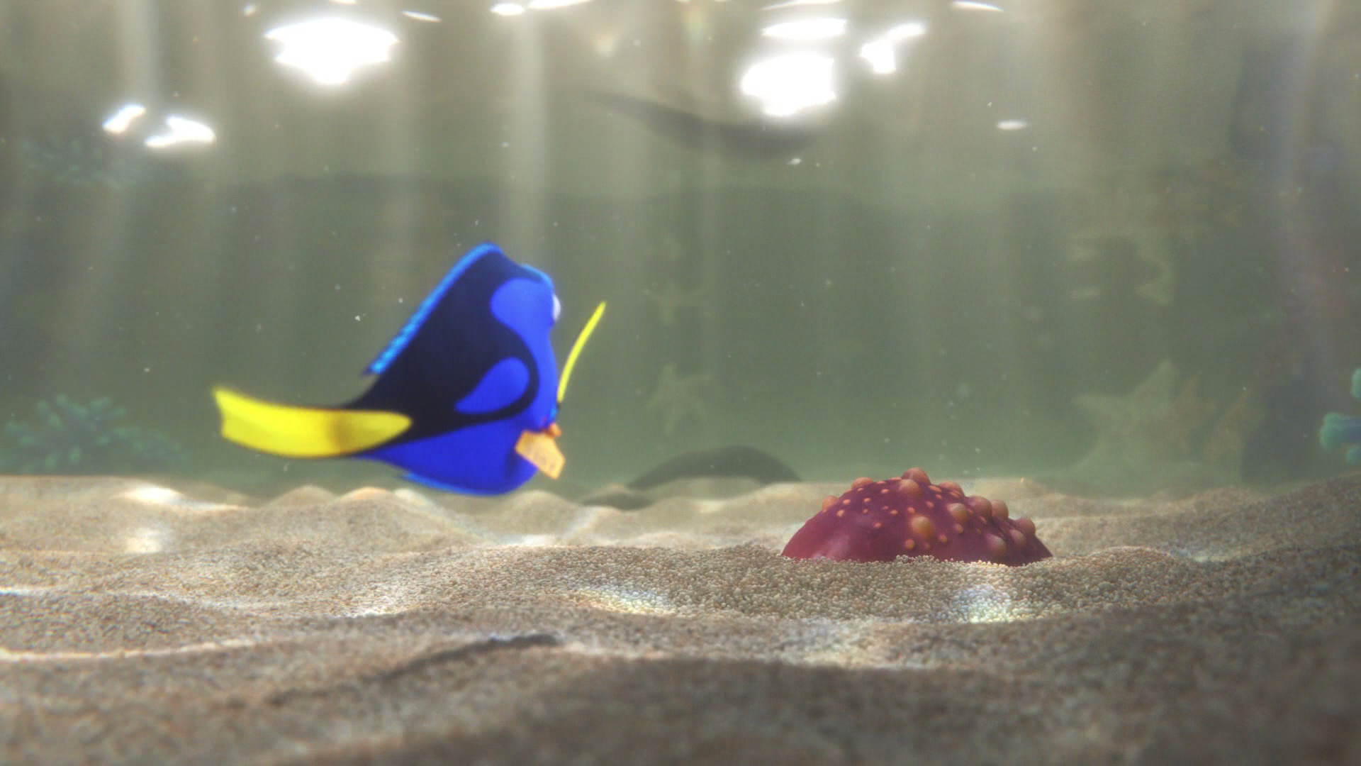 Finding Dory (2016) - Animation Screencaps.com
