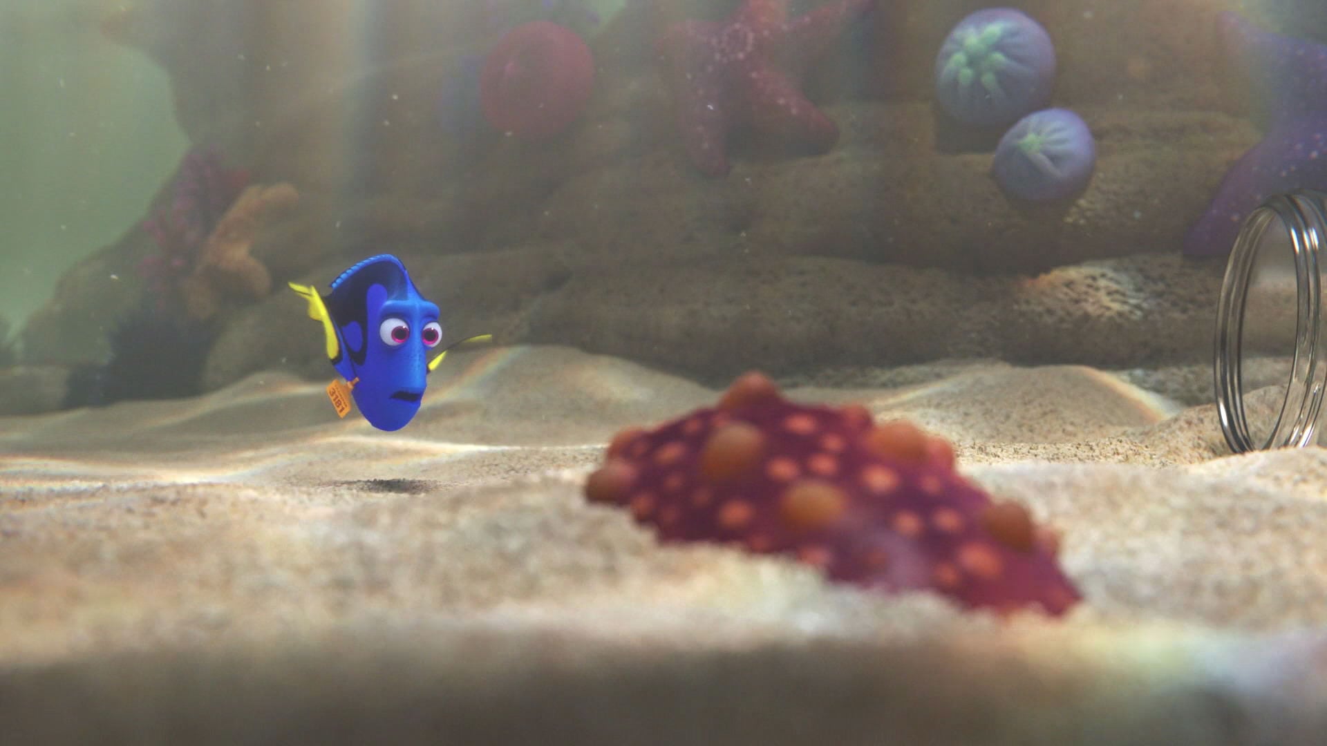 Finding Dory (2016) - Animation Screencaps.com