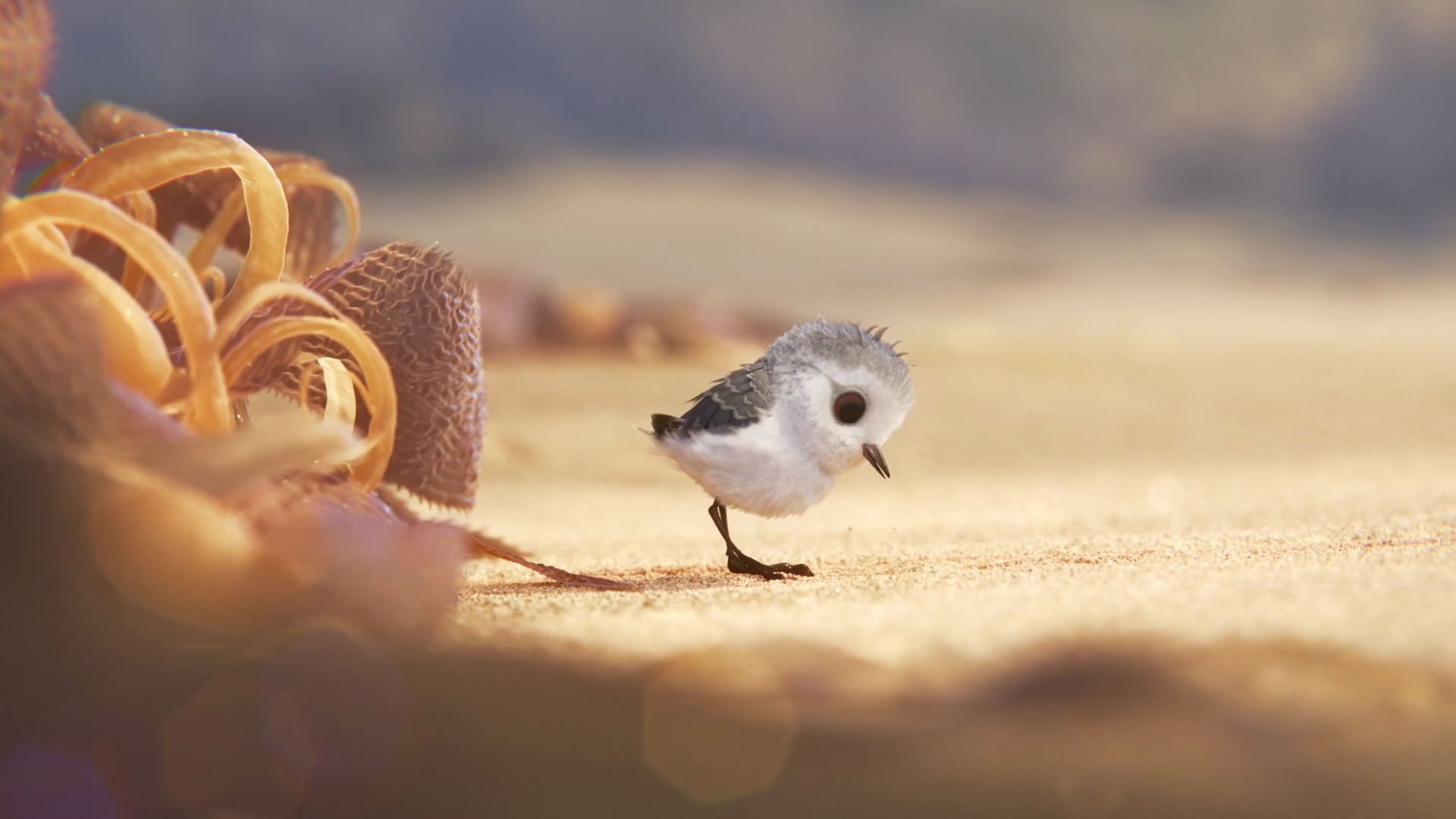 Piper (2016) - Animation Screencaps.com