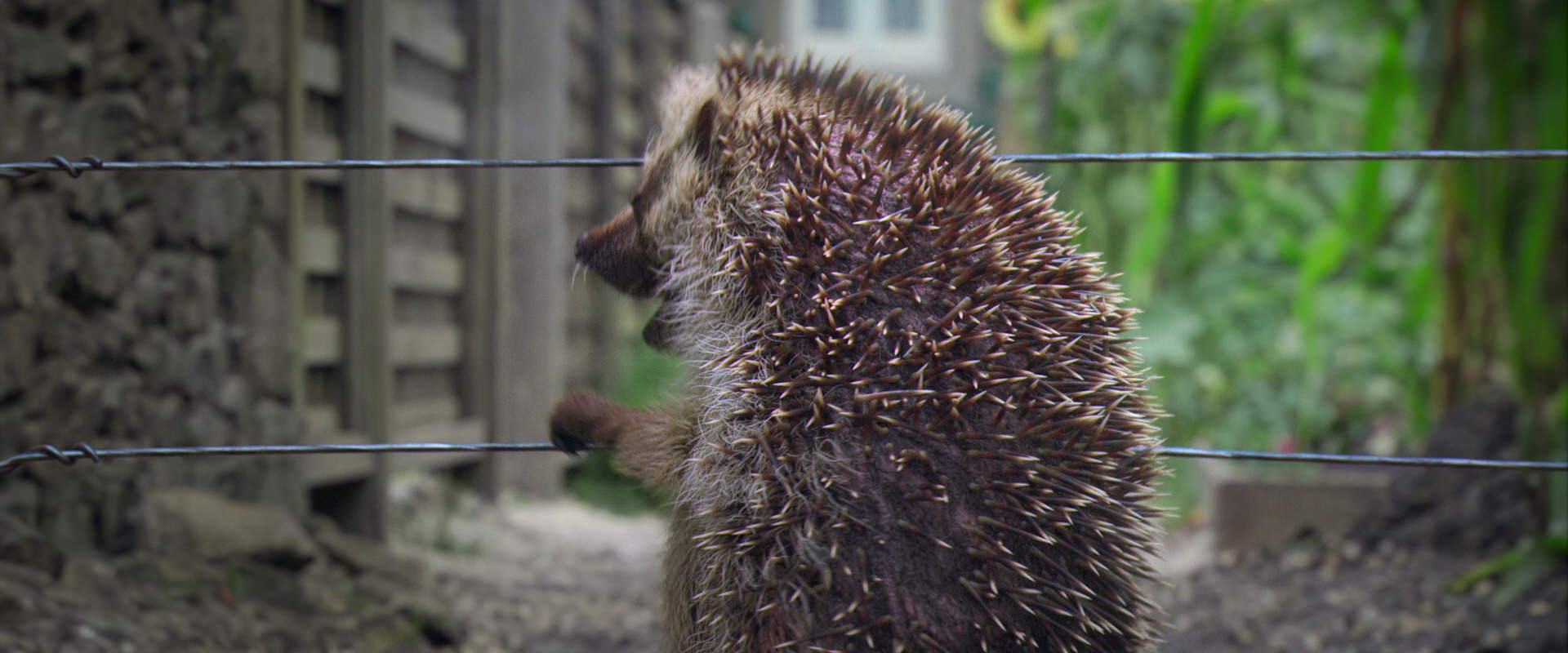 Peter Rabbit (2018) - Animation Screencaps.com