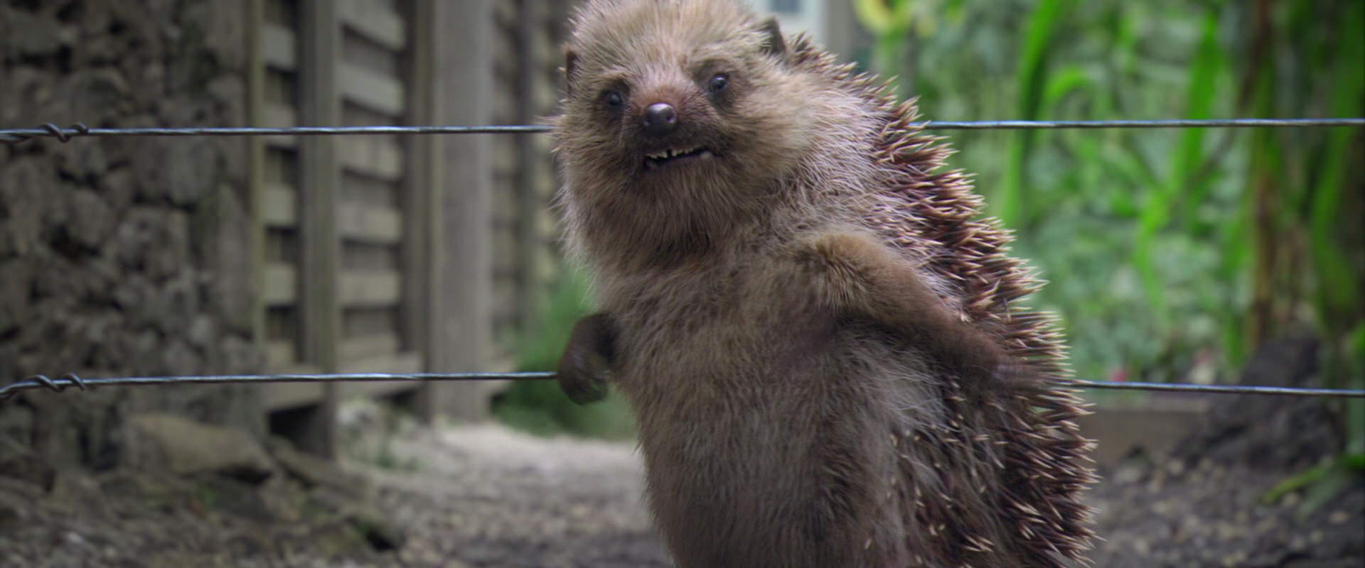 Peter Rabbit (2018) - Animation Screencaps.com