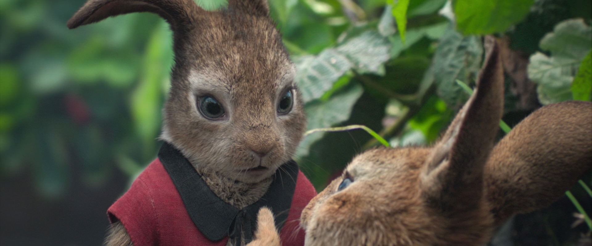 Peter Rabbit (2018) - Animation Screencaps.com