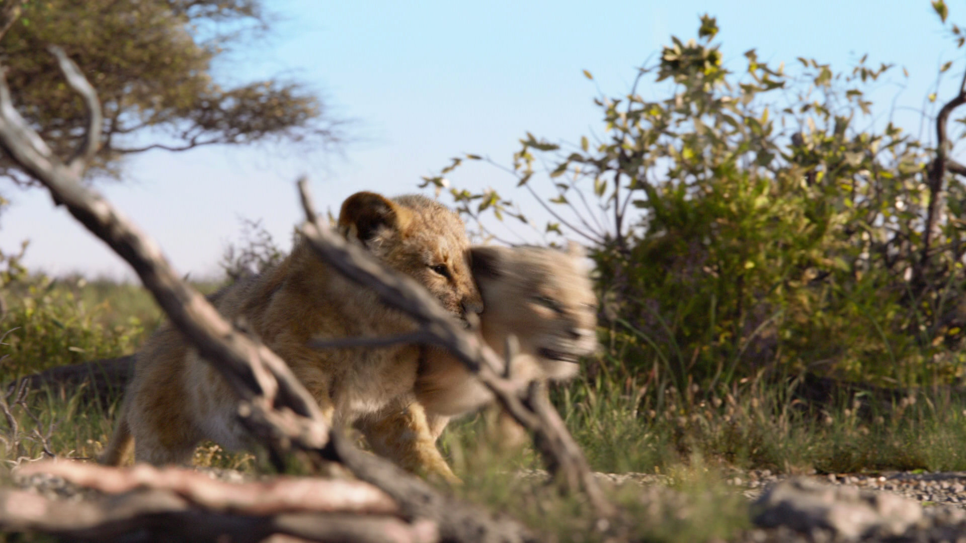 The Lion King (2019) - Animation Screencaps.com