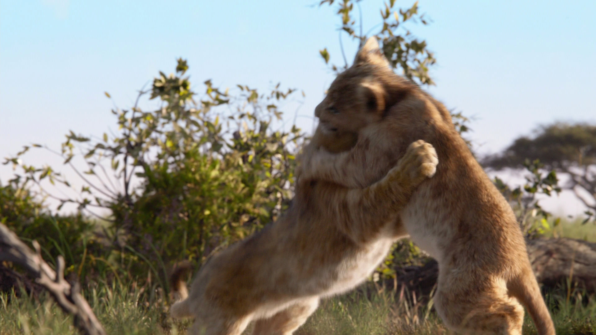 The Lion King (2019) - Animation Screencaps.com