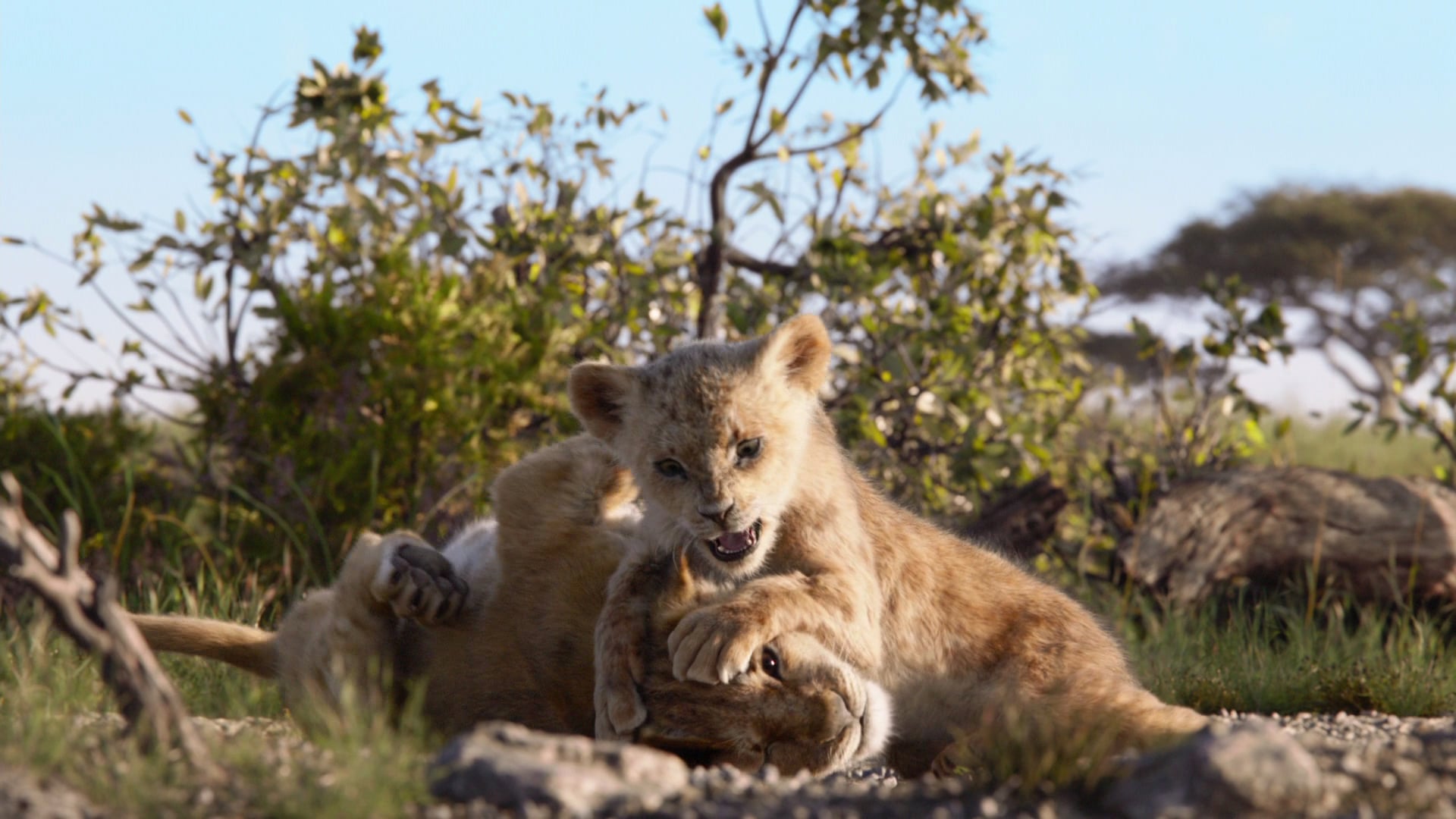 The Lion King (2019) - Animation Screencaps.com
