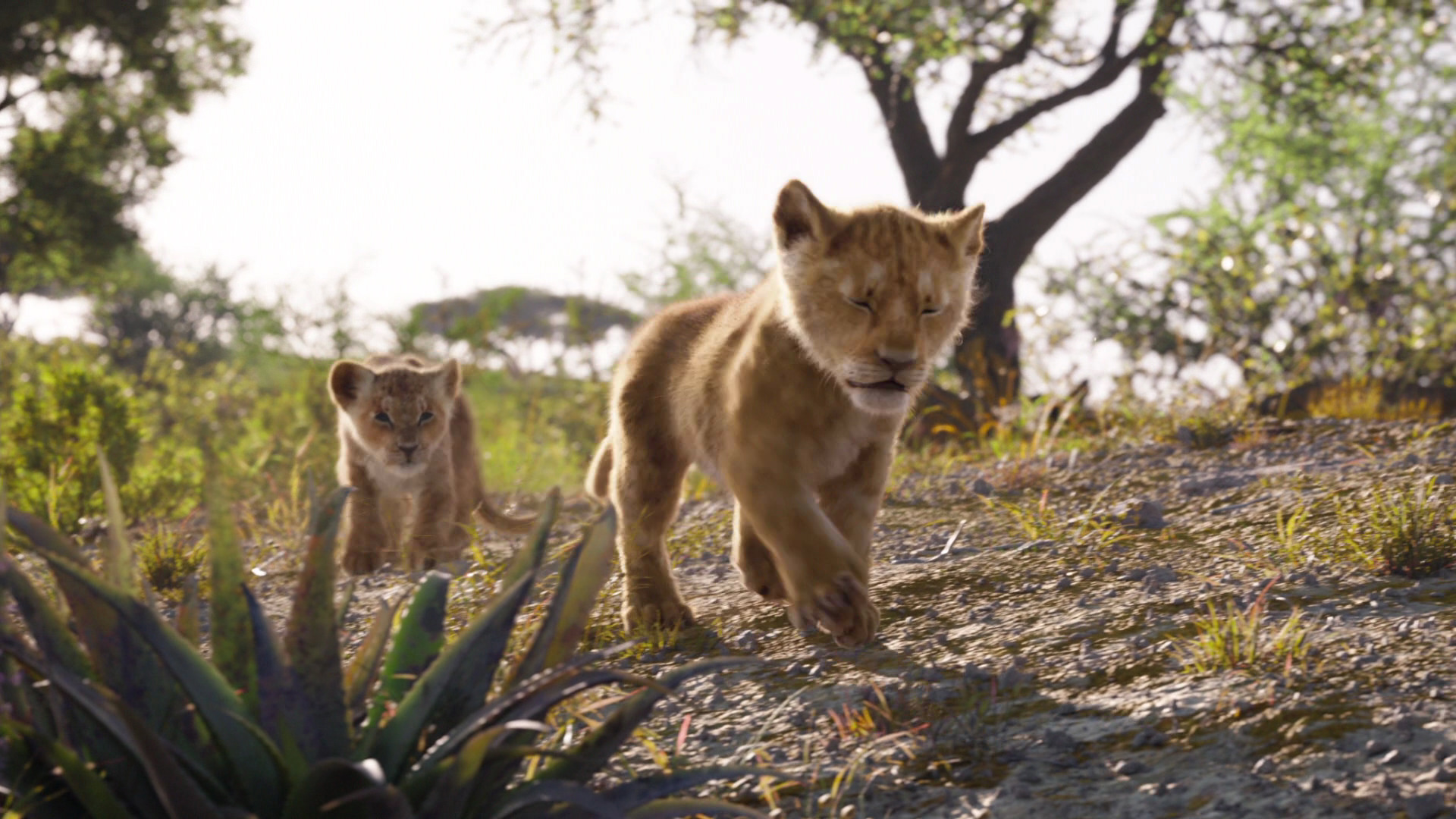 The Lion King (2019) - Animation Screencaps.com