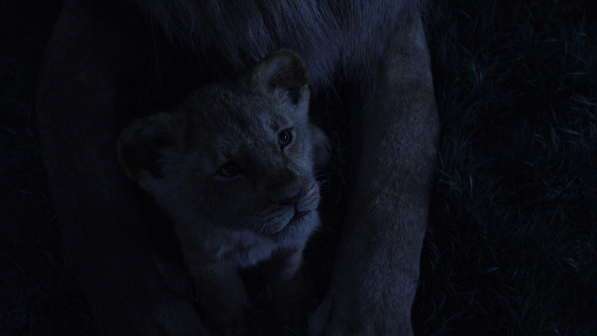 The Lion King (2019) - Animation Screencaps.com