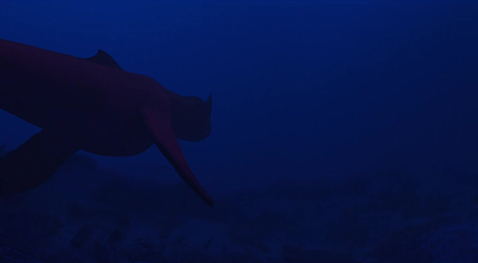 The Sea Beast (2022) - Animation Screencaps.com