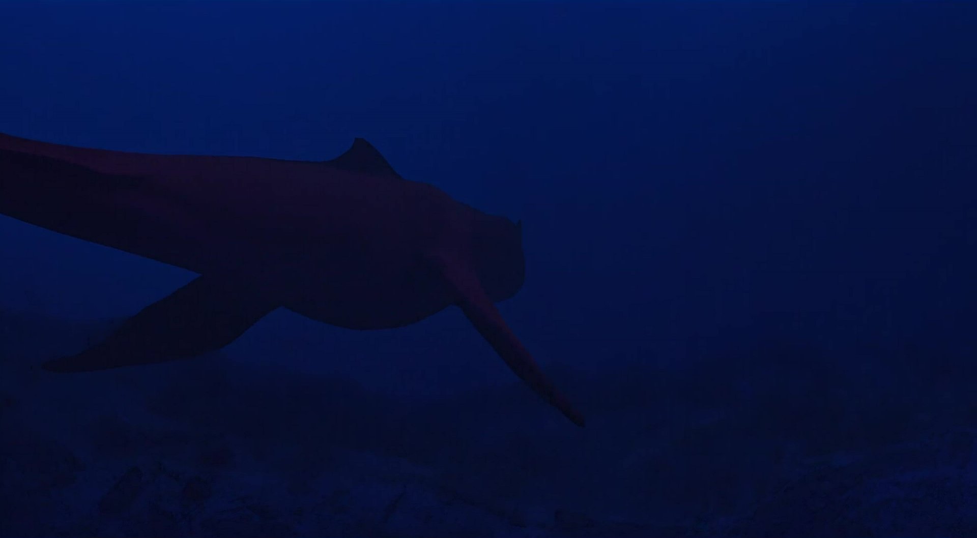 The Sea Beast (2022) - Animation Screencaps.com