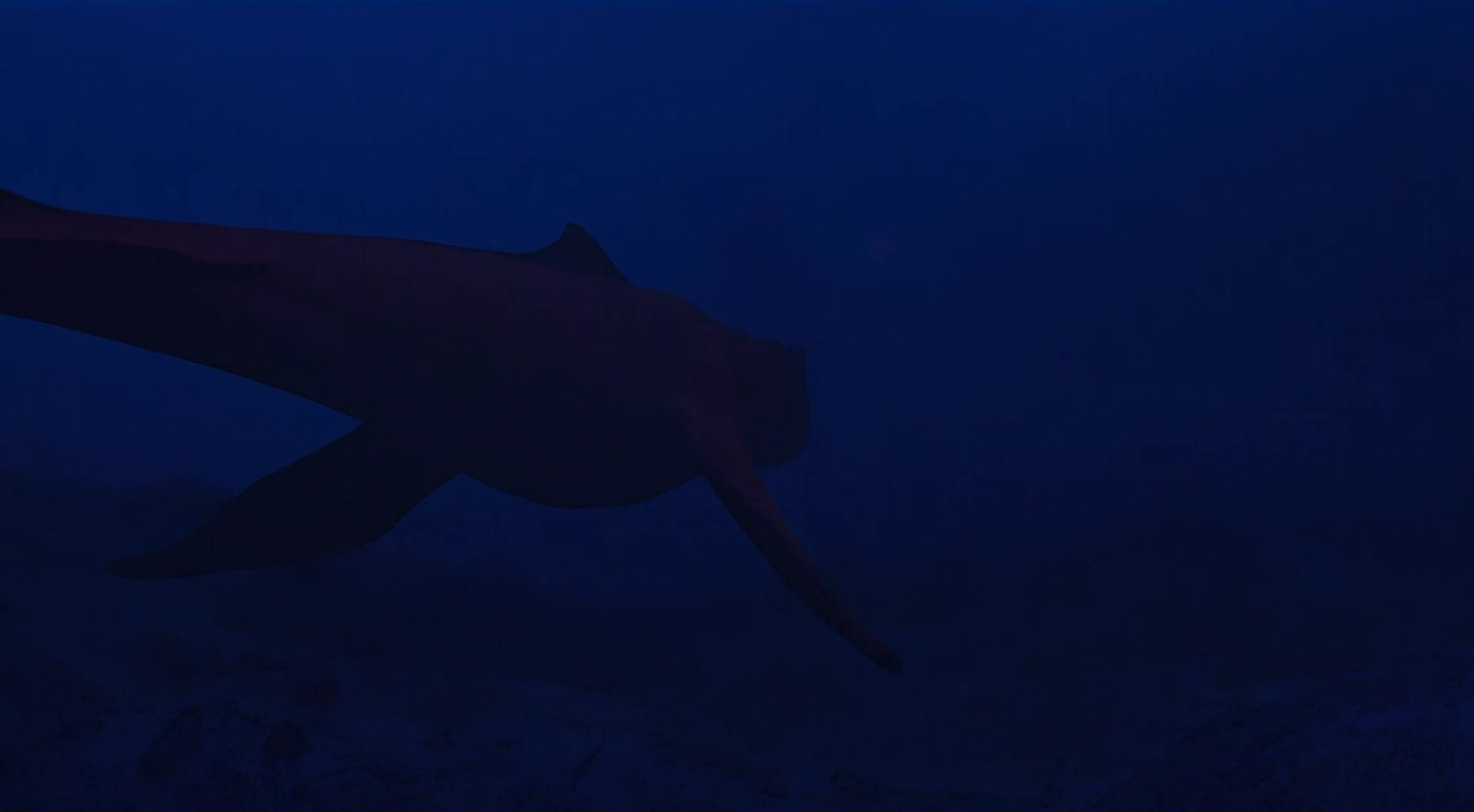 The Sea Beast (2022) - Animation Screencaps.com