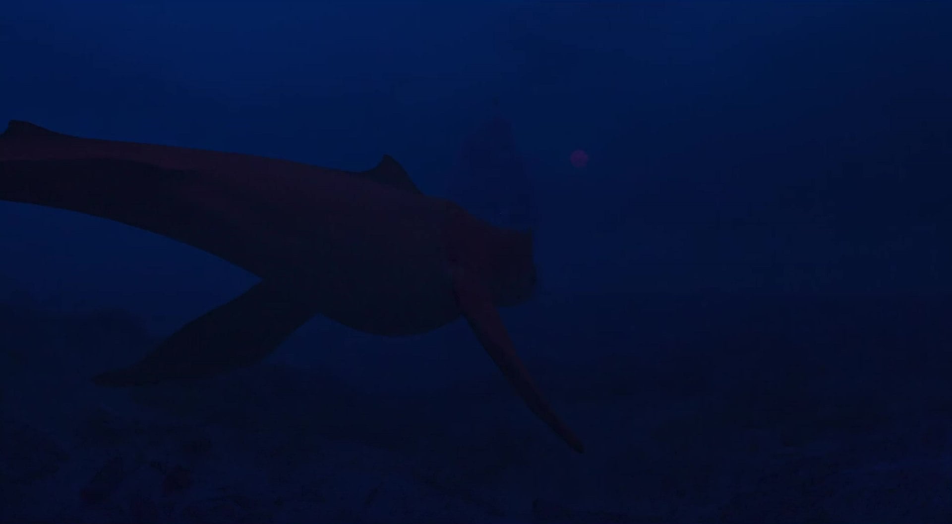 The Sea Beast (2022) - Animation Screencaps.com